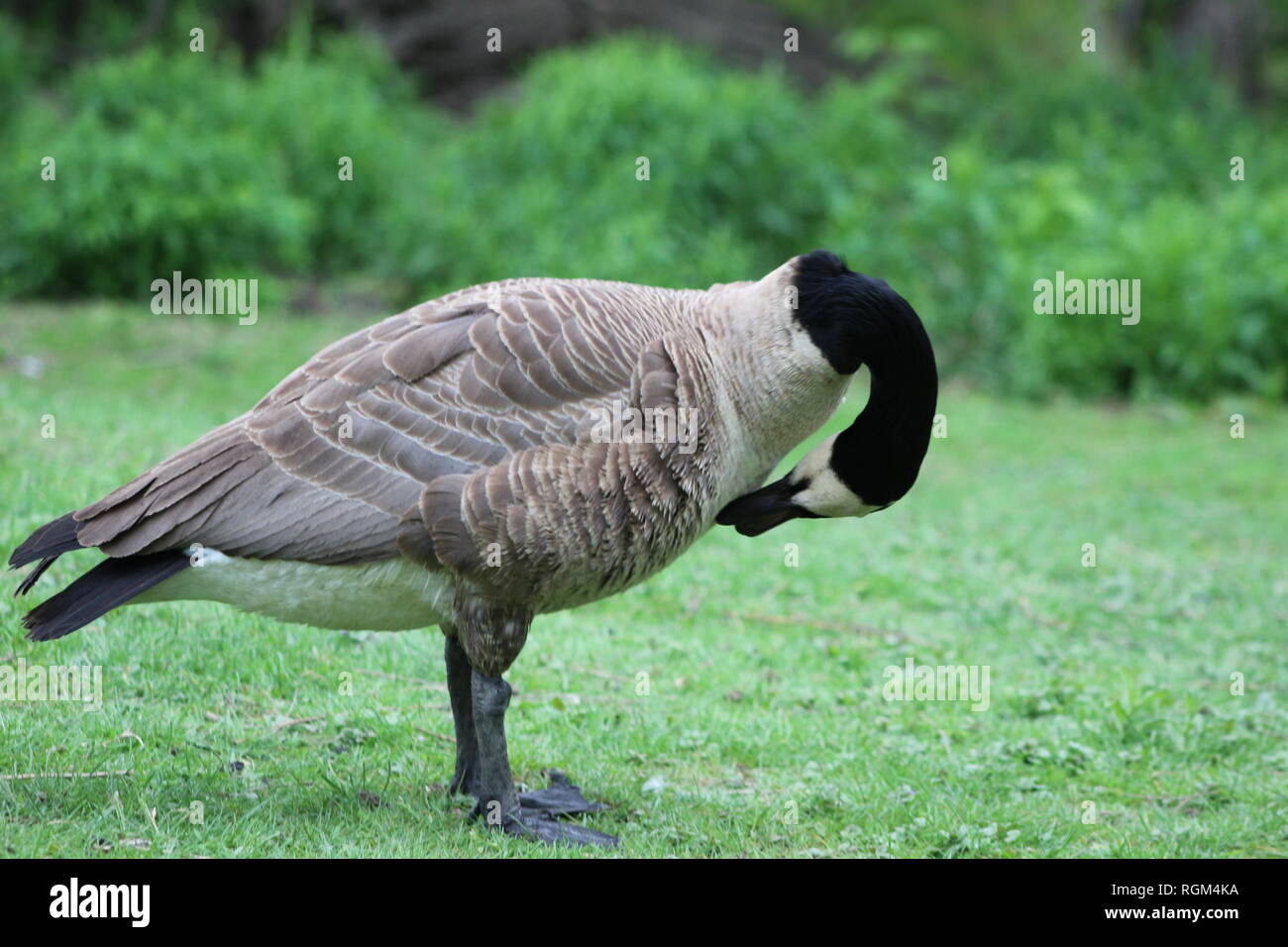 beautiful canadian goose portrait shot that shows the magnificent ...