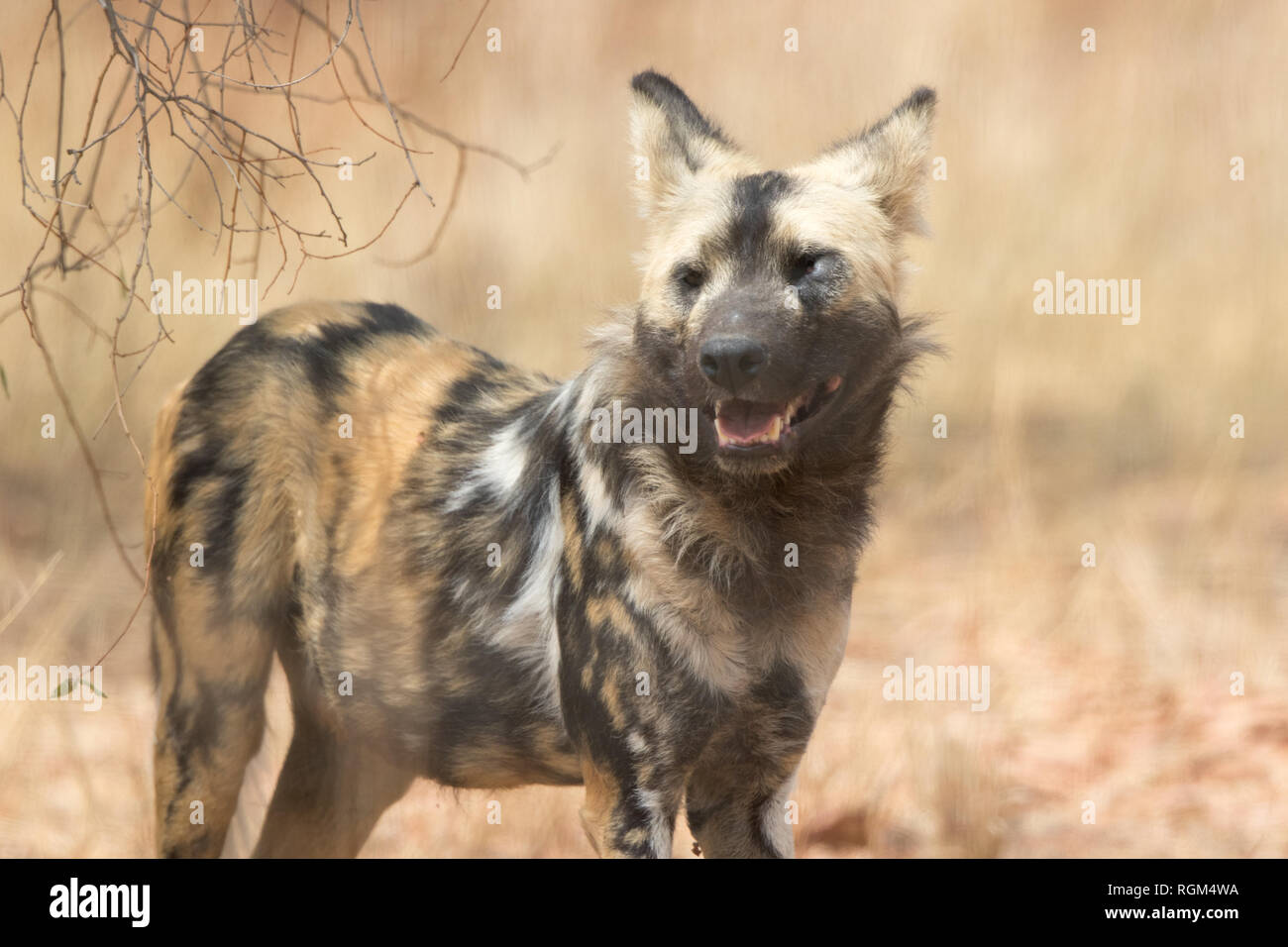 African Wild Dog (Lycaon pictus Stock Photo - Alamy