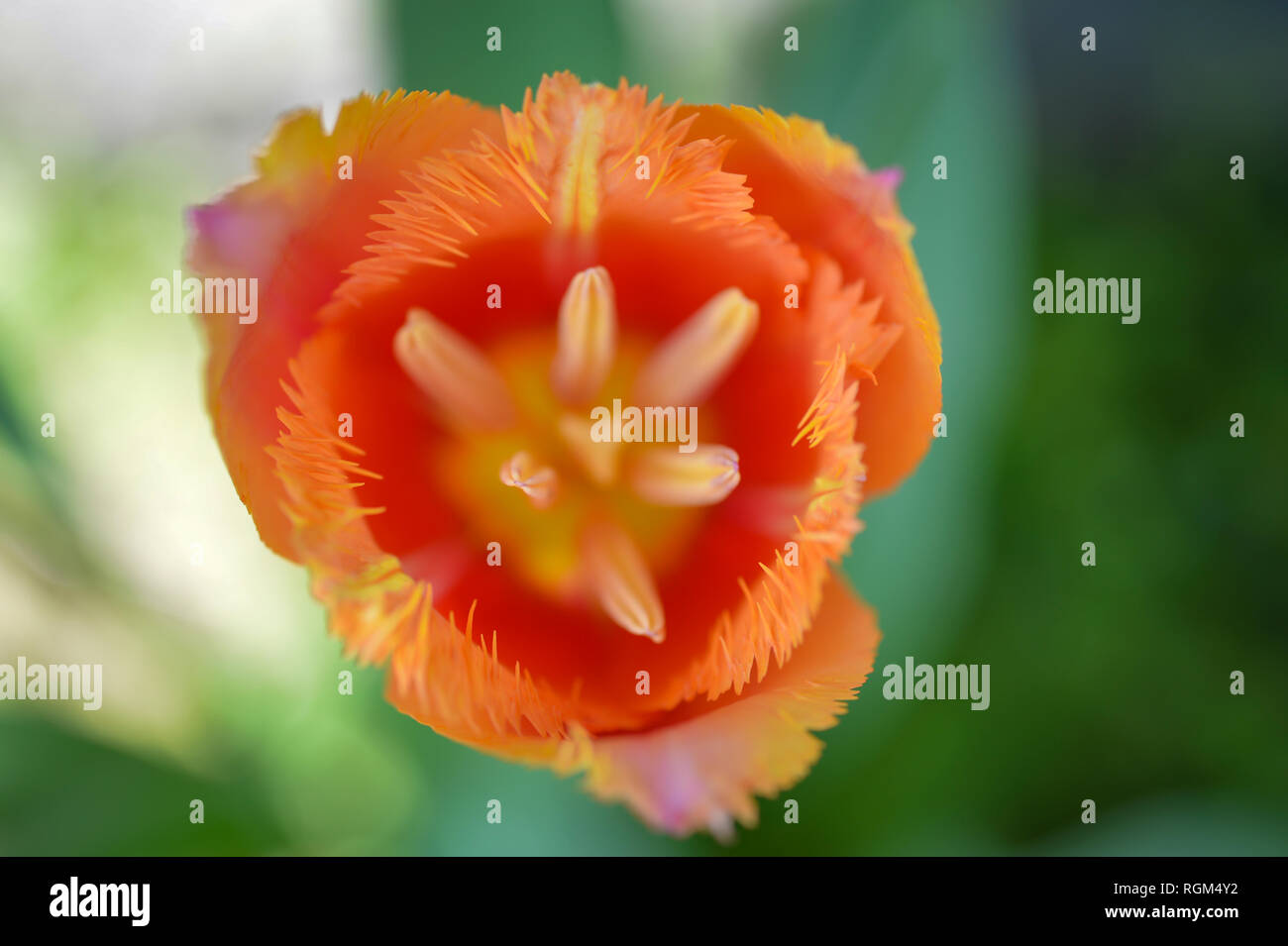 Jagged tulips hi-res stock photography and images - Alamy