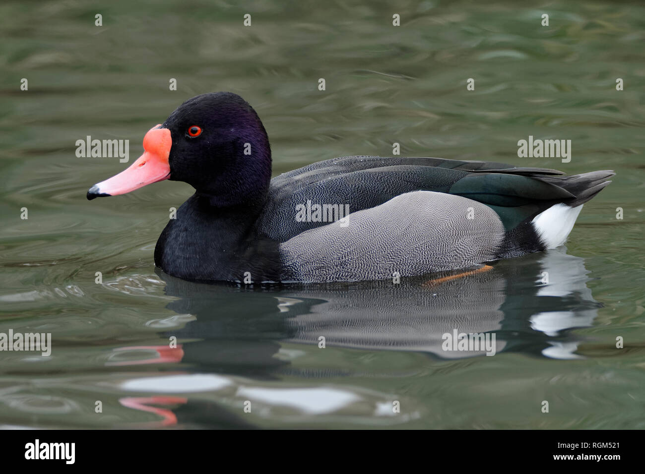 Red Billed Duck Stock Photos & Red Billed Duck Stock Images - Alamy