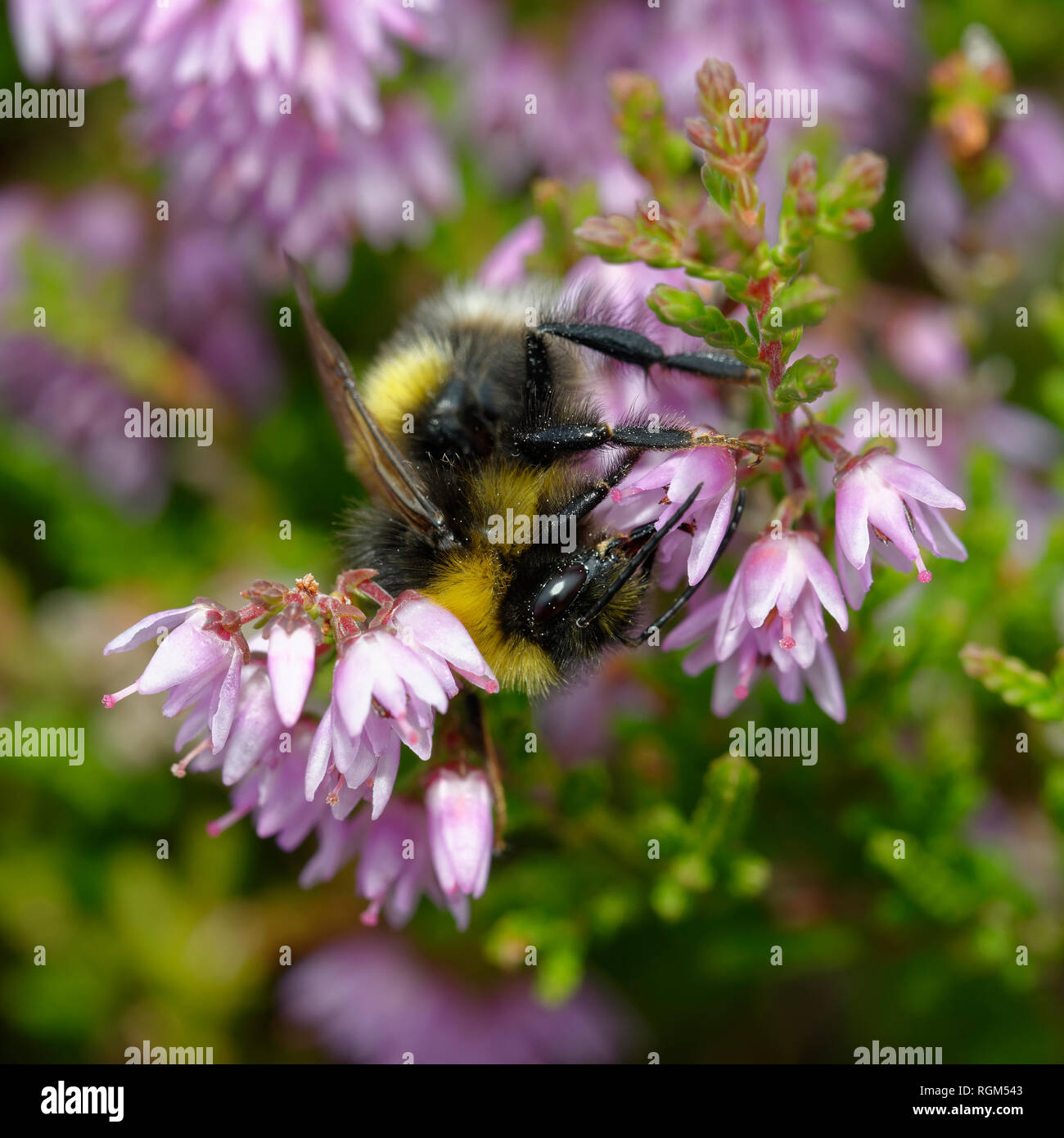 Buff tailed bumblebee bombus terrestris hi-res stock photography and ...