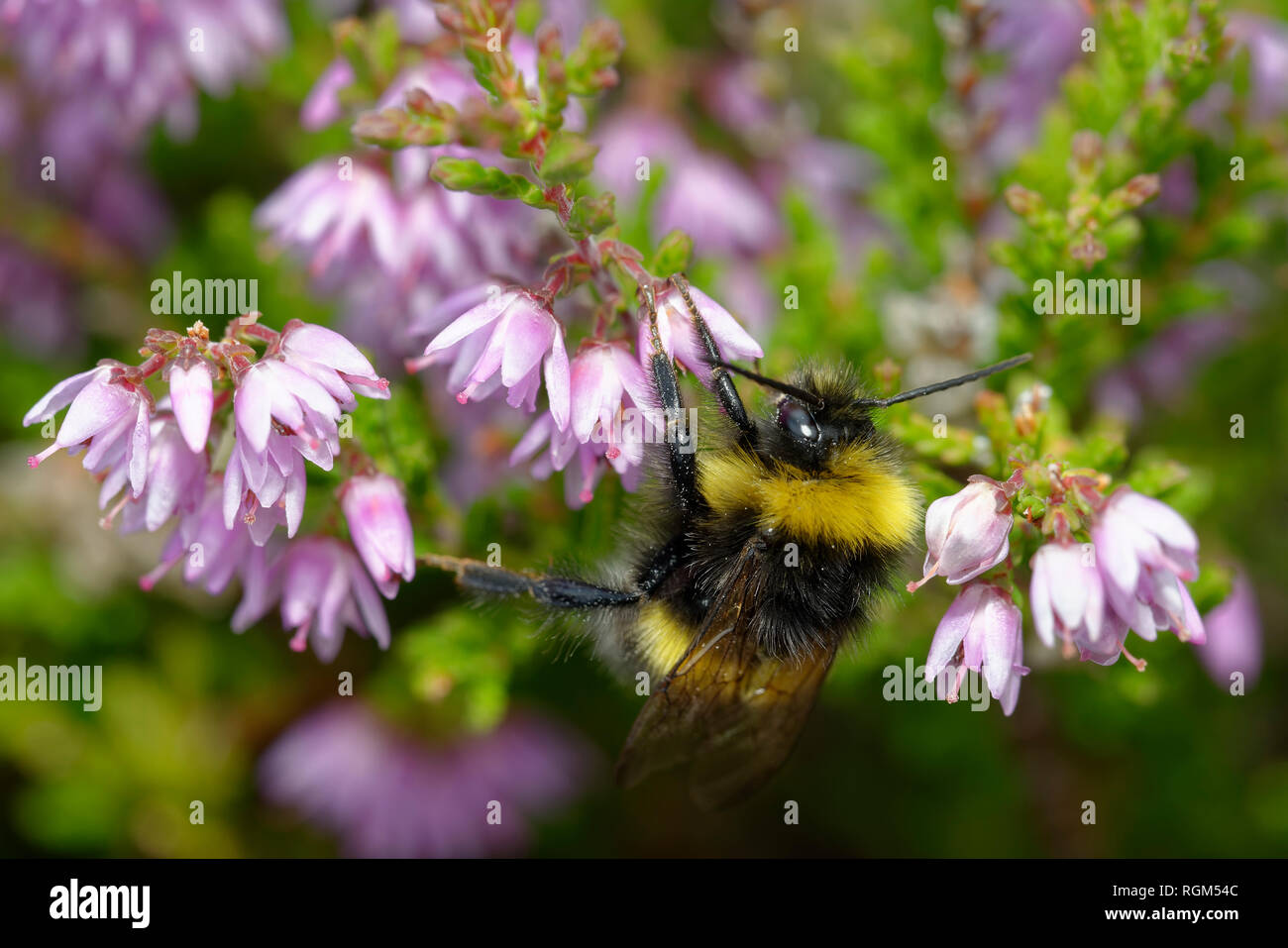 Buff tailed bumblebee bombus terrestris hi-res stock photography and ...