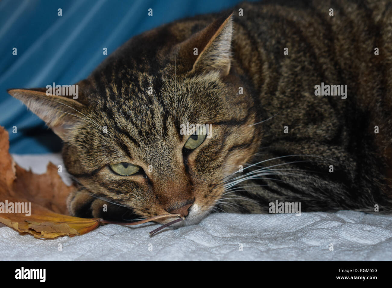 Kitty model hi-res stock photography and images - Alamy