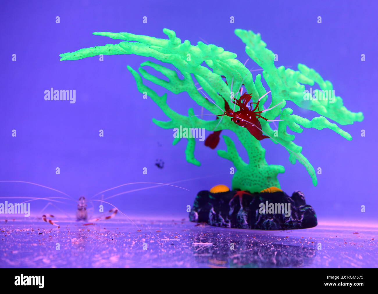 Beautiful red shrimp in sea water aquarium Stock Photo - Alamy