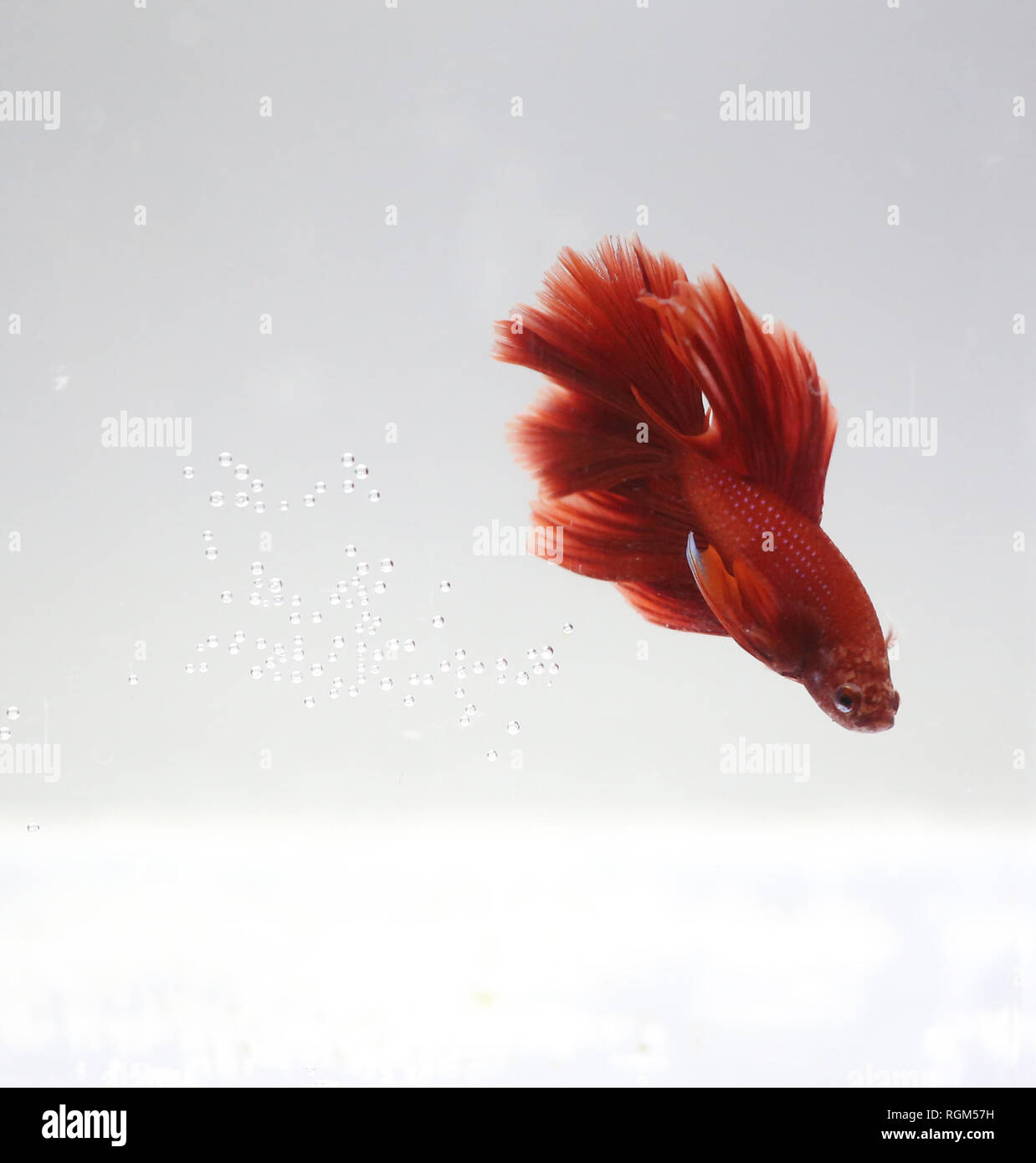Close up art movement of betta fish hi-res stock photography and images ...
