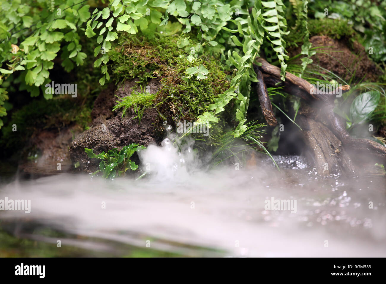 Acquarium fresh water fish hi-res stock photography and images - Alamy