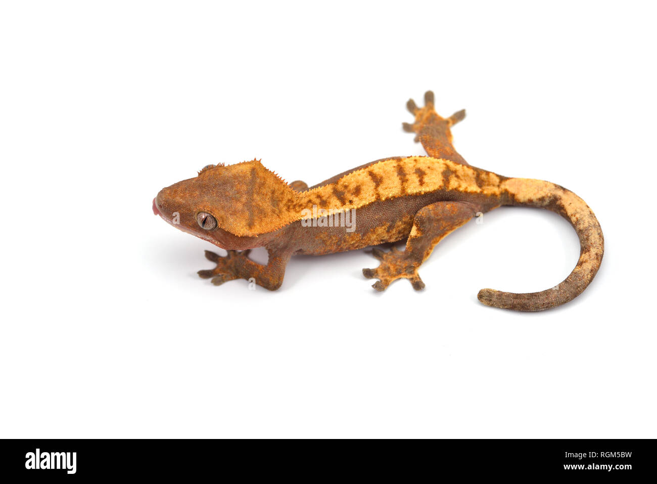 Crested gecko isolated on white background Stock Photo - Alamy