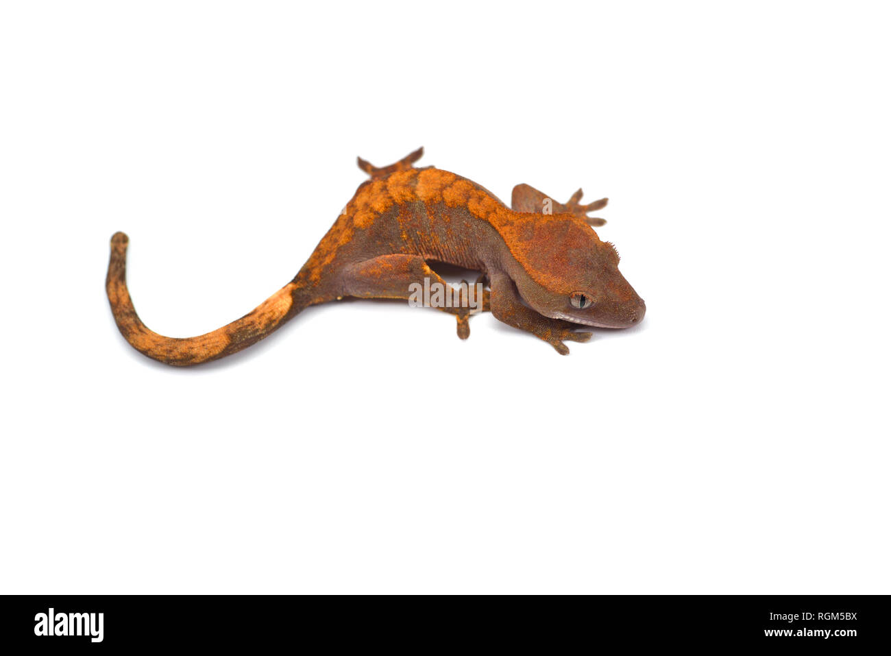 Crested gecko isolated on white background Stock Photo - Alamy