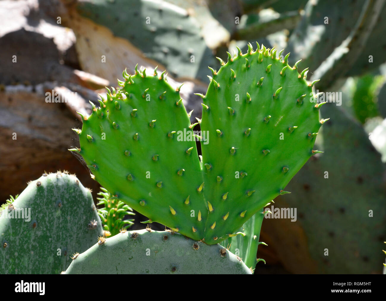 Heart shaped cactus plant hi-res stock photography and images - Alamy