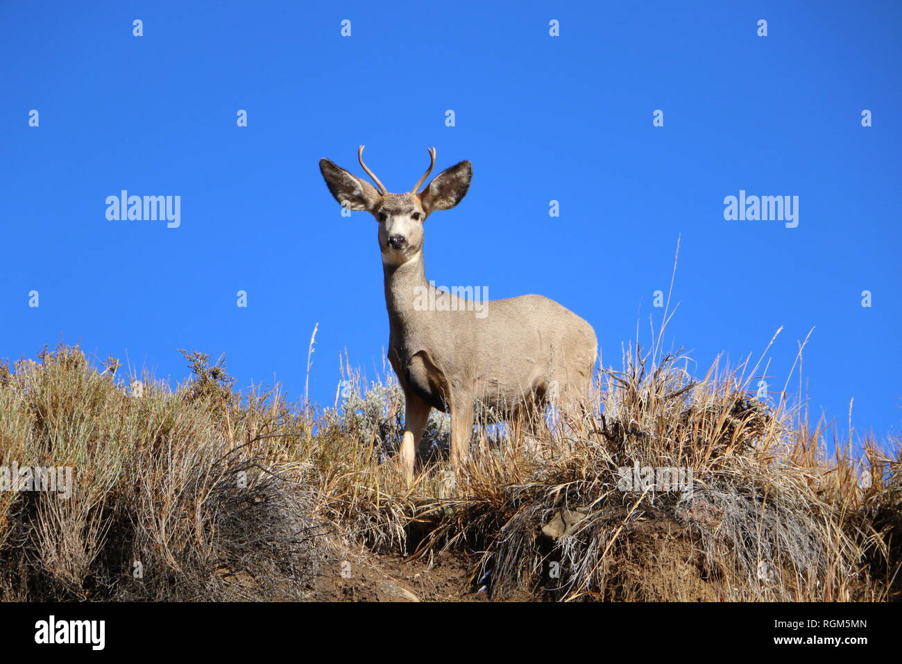 Blue buck hi-res stock photography and images - Alamy