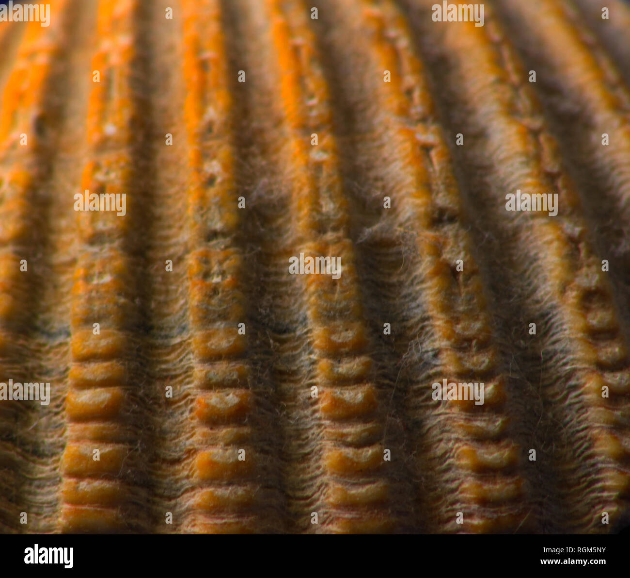 Cockle shell hi-res stock photography and images - Alamy