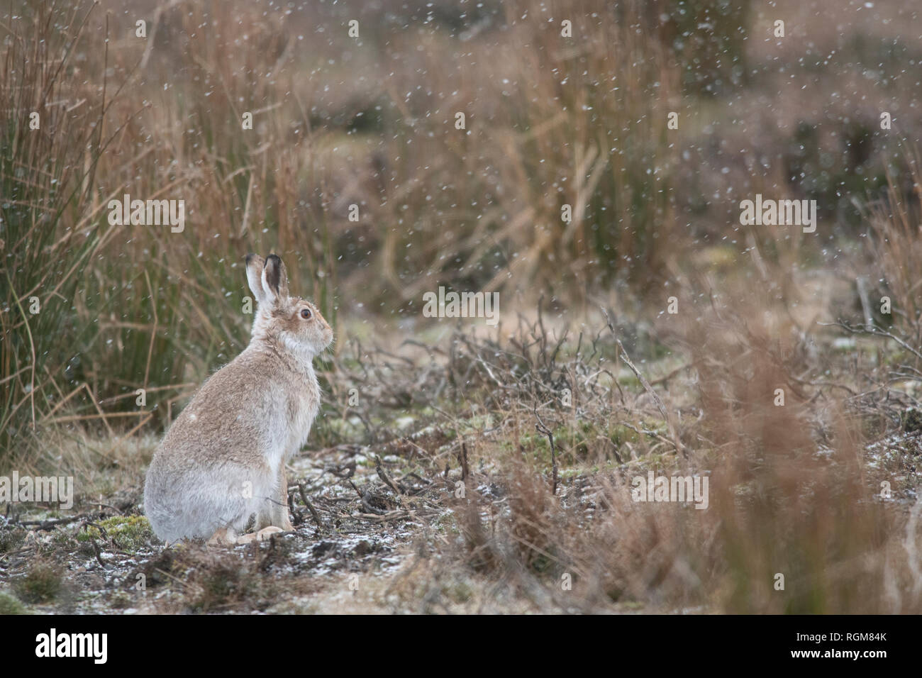 Mountain hare scotland borders hi-res stock photography and images - Alamy
