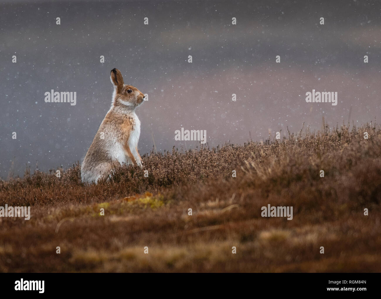 Mountain hare scotland borders hi-res stock photography and images - Alamy