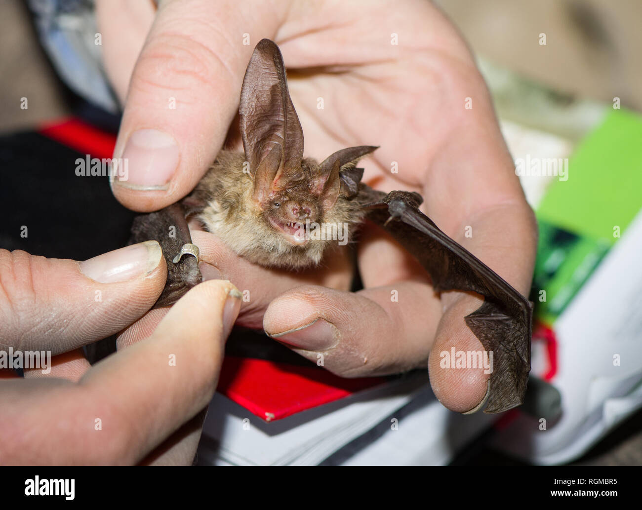 Human ear mouse hi-res stock photography and images - Alamy