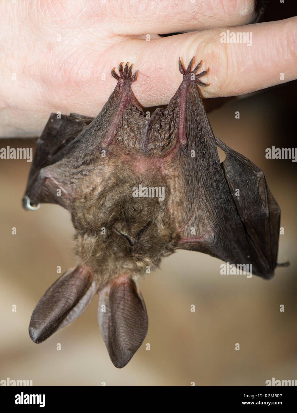 Human ear on mouse hi-res stock photography and images - Alamy