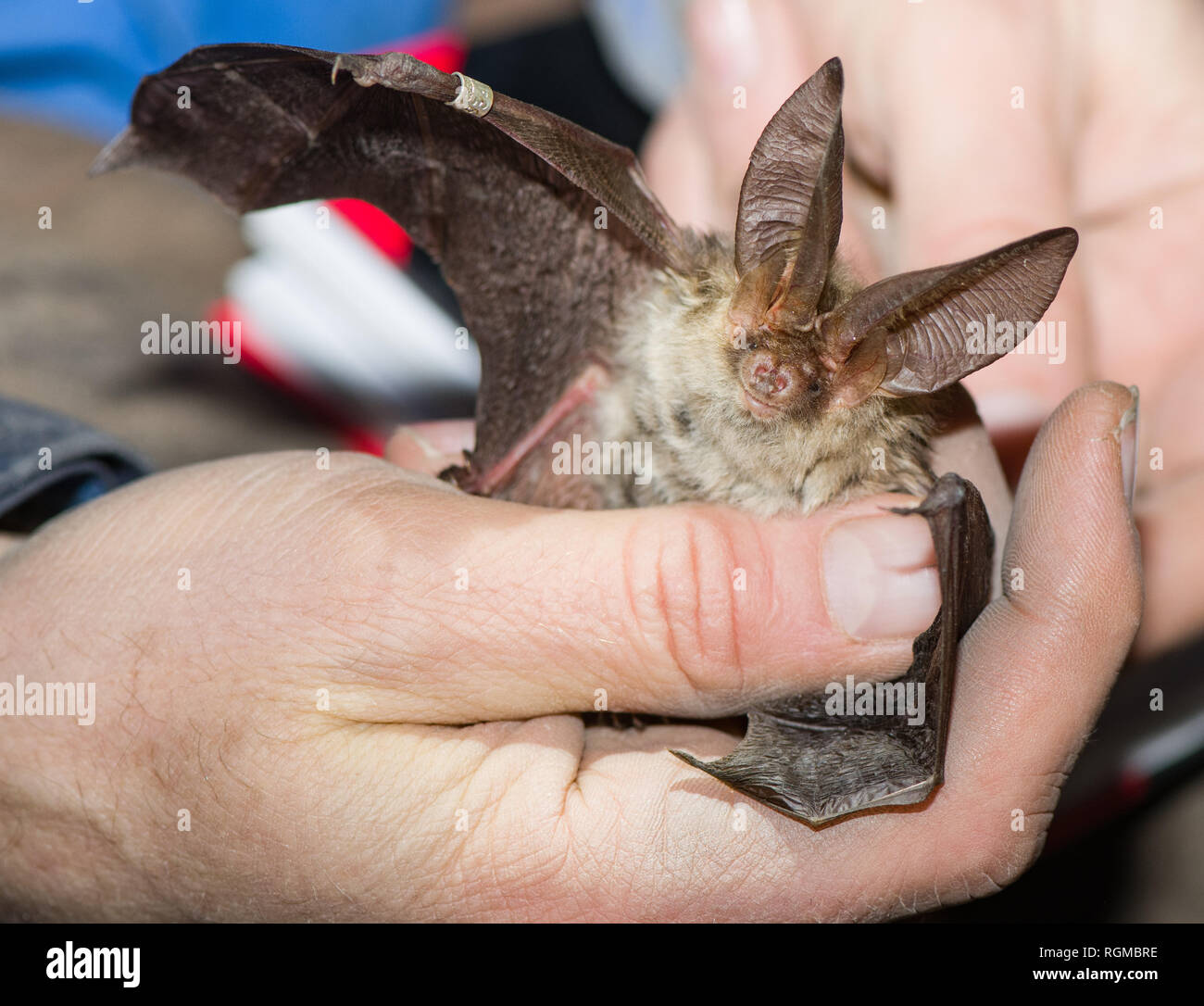 29 January 2019, Brandenburg, Sauen: Lutz Ittermann, deputy chairman of ...