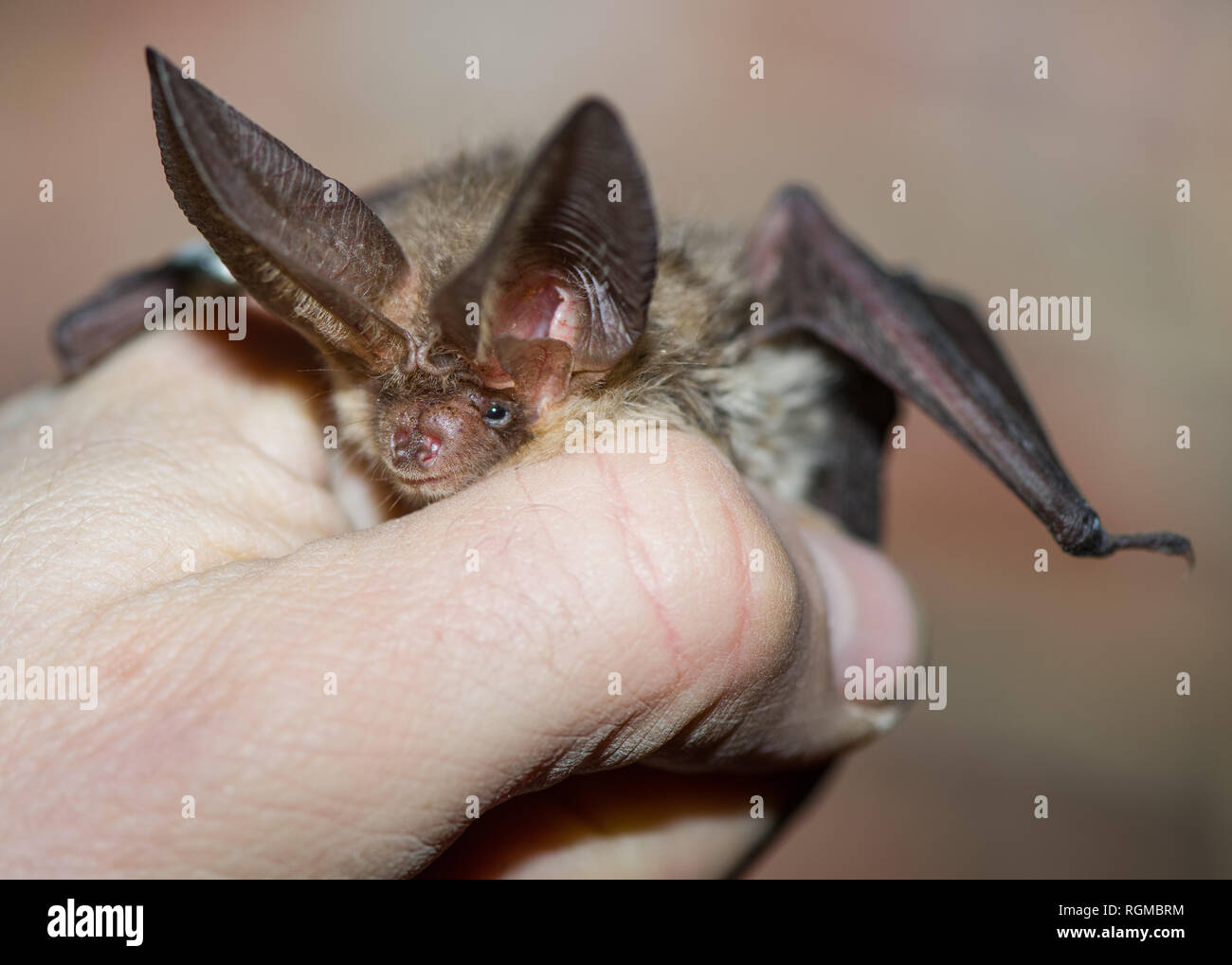 Human ear mouse hi-res stock photography and images - Alamy