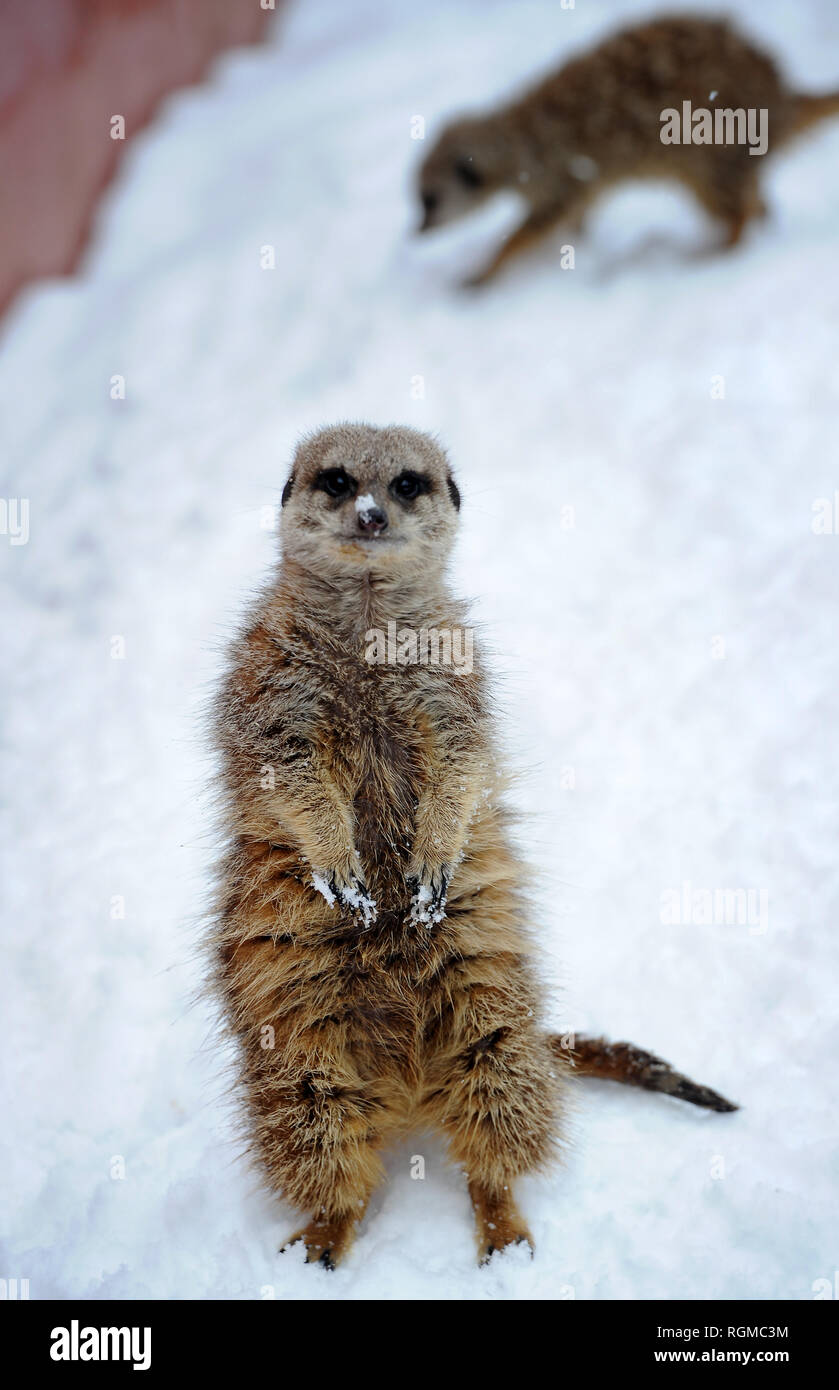 Picture of a meerkat hi-res stock photography and images - Alamy