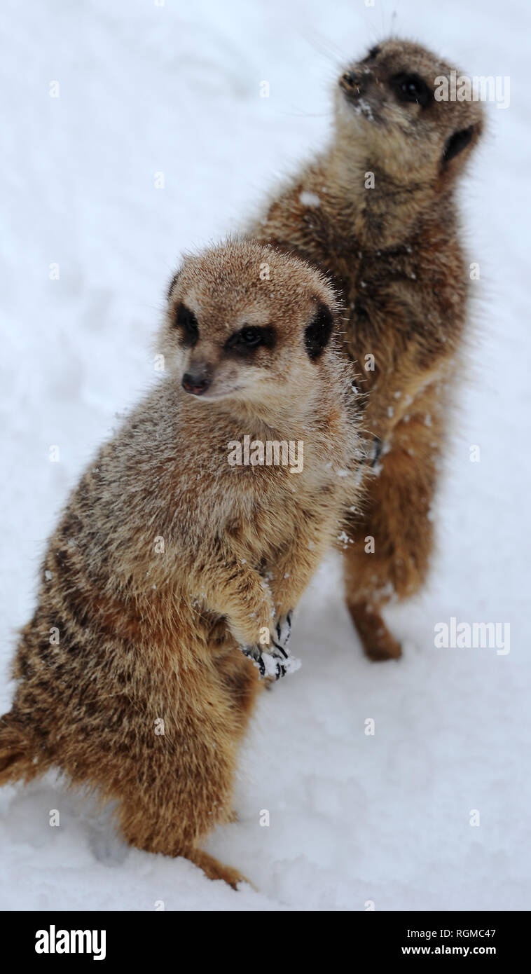 Baby animals in snow uk hi-res stock photography and images - Alamy