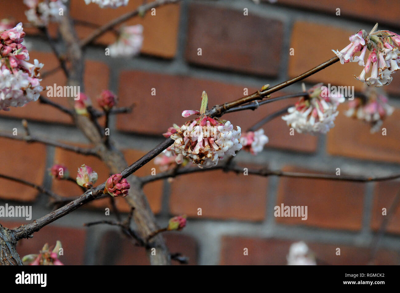 Copenhagen/Denmark. 20January 2019. Winter snow bulb flora in Kastrup ...