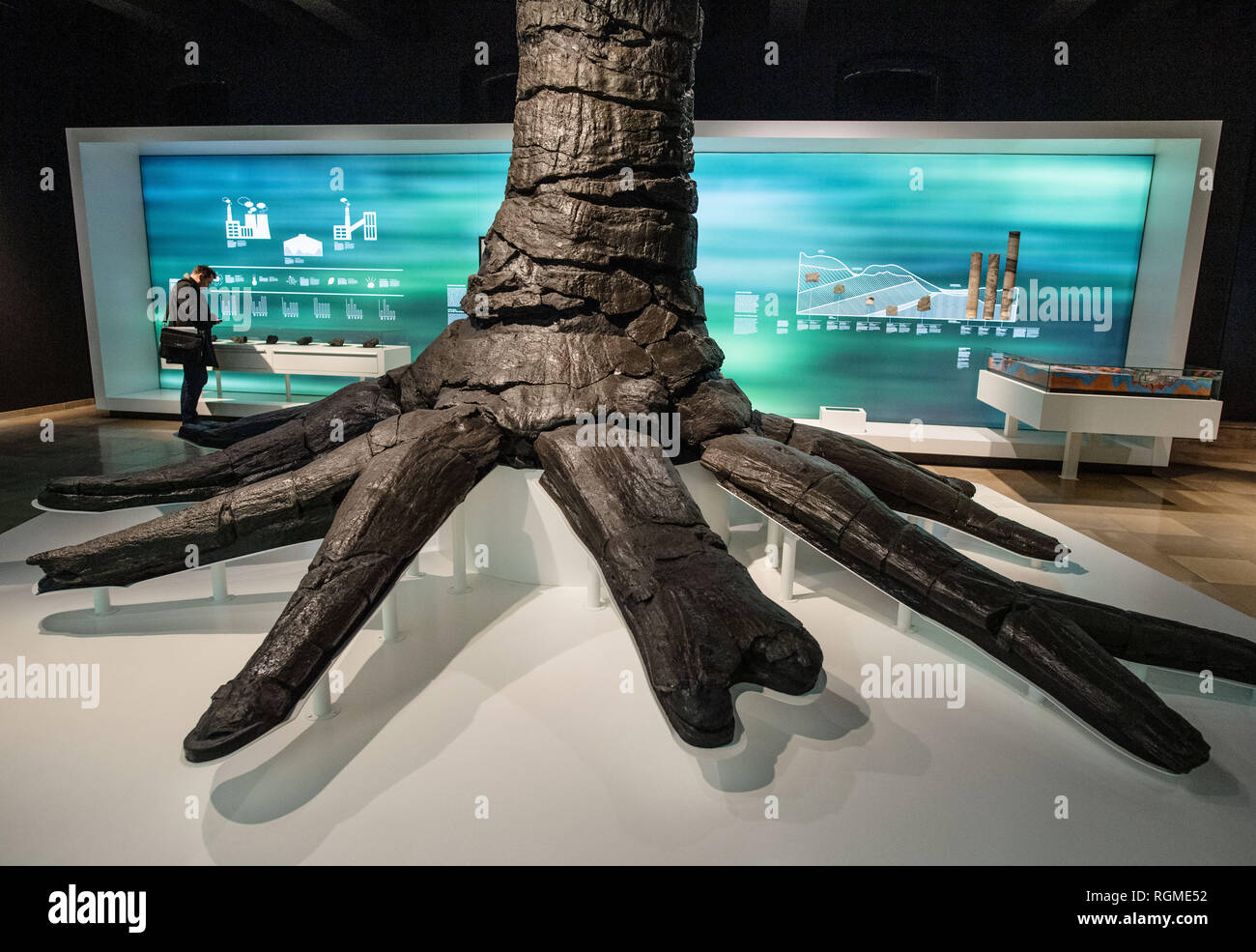 Bochum, Germany. 30th Jan, 2019. The root of a huge shed tree trunk ...