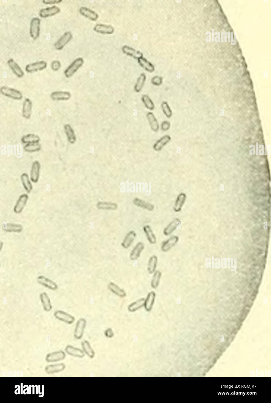 Merismopedia Labeled