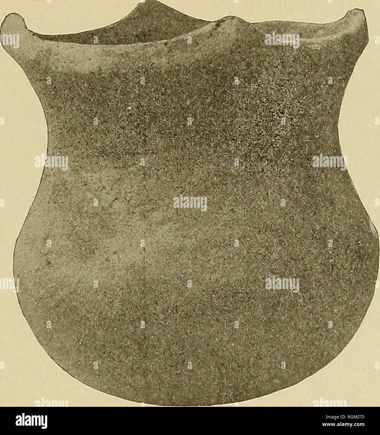 Flexed burial hi-res stock photography and images - Alamy