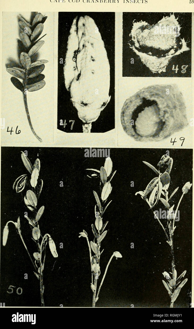 . Bulletin - Massachusetts Agricultural Experiment Station. Agriculture ...