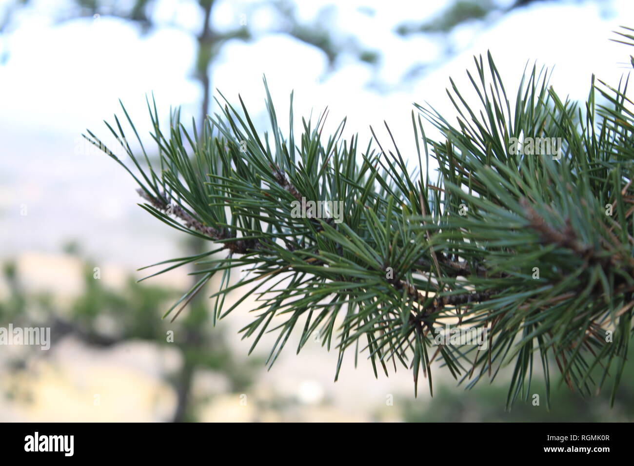Camp raven knob hi-res stock photography and images - Alamy