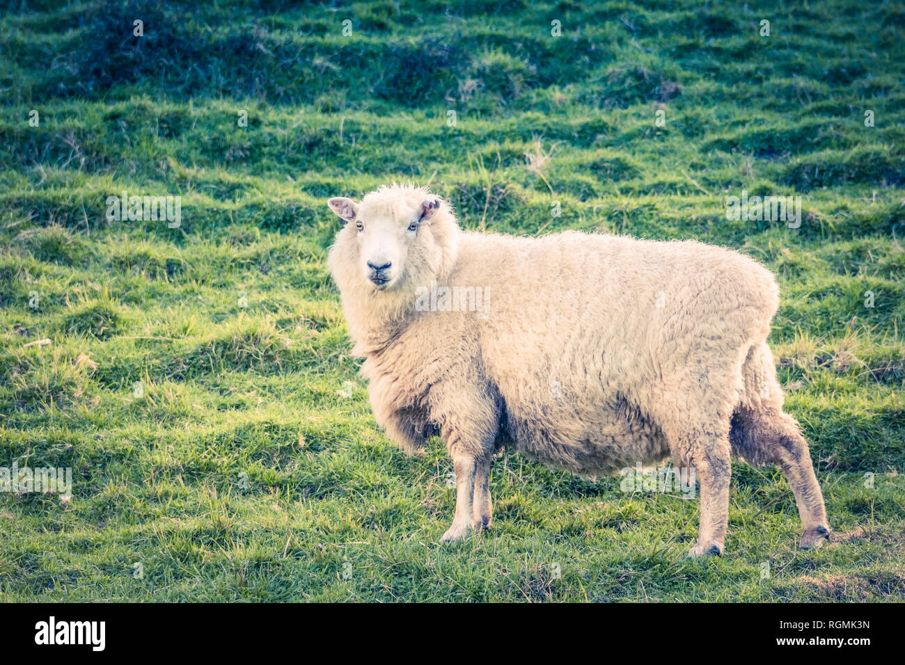Landscape image of a sheep on a farm with copy space Stock Photo - Alamy