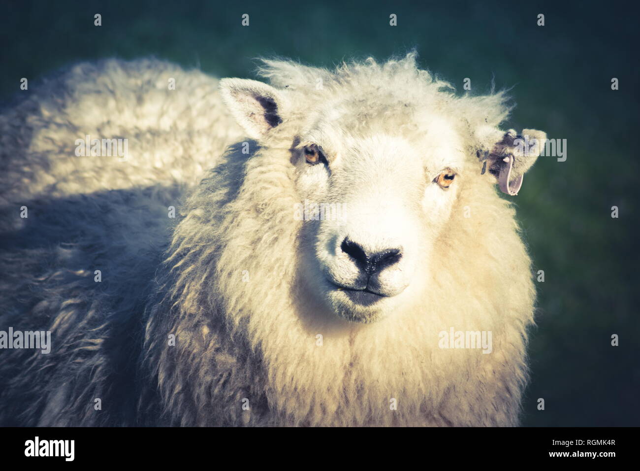 Close up image of a sheep full frame Stock Photo - Alamy