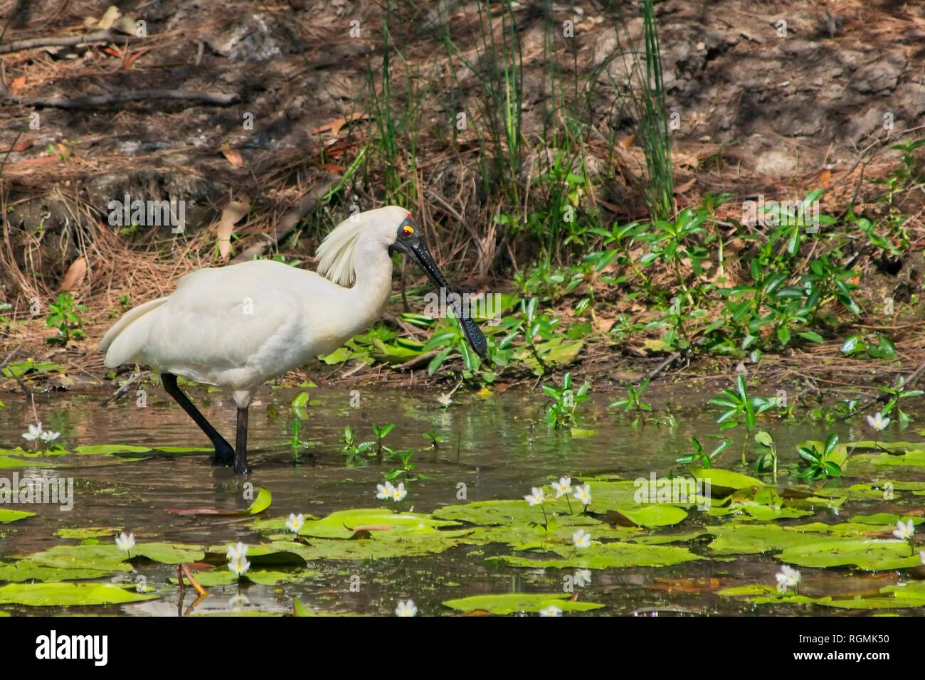 Royal spoonbill hi-res stock photography and images - Alamy