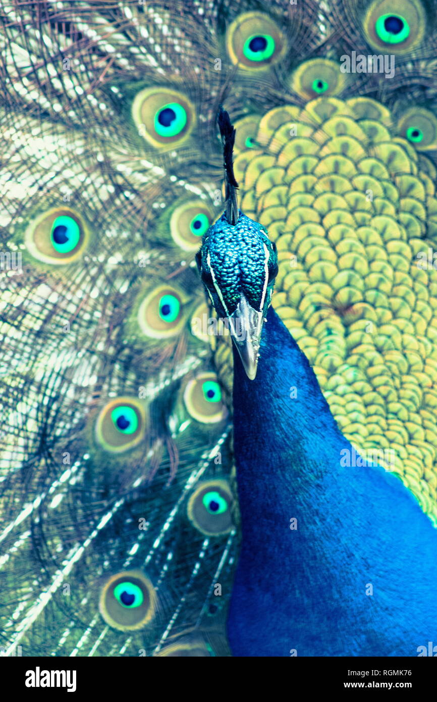Close up image of a Male Peacock displaying his beautiful tail feathers ...