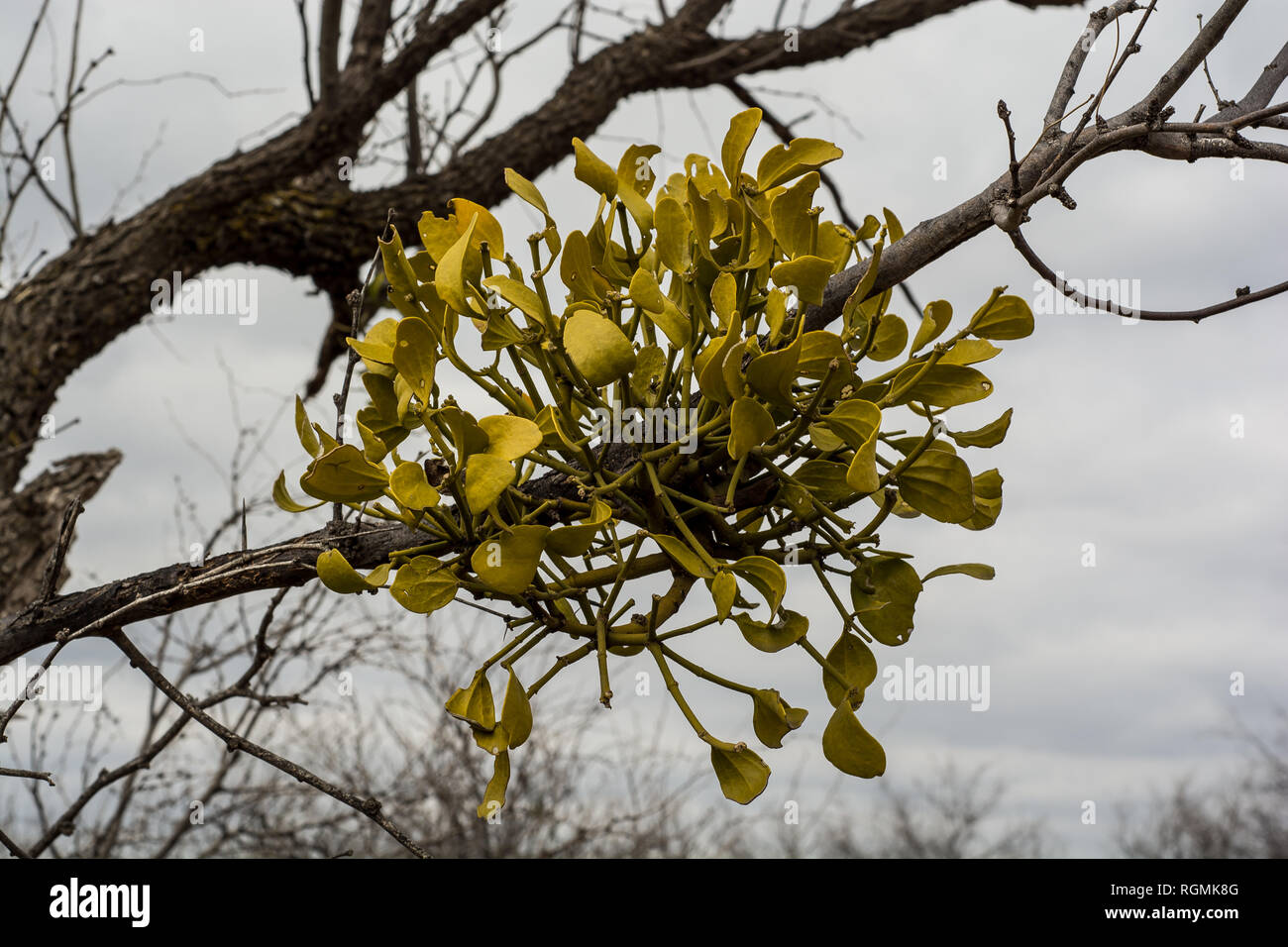 Oak tree mistletoe hi-res stock photography and images - Alamy