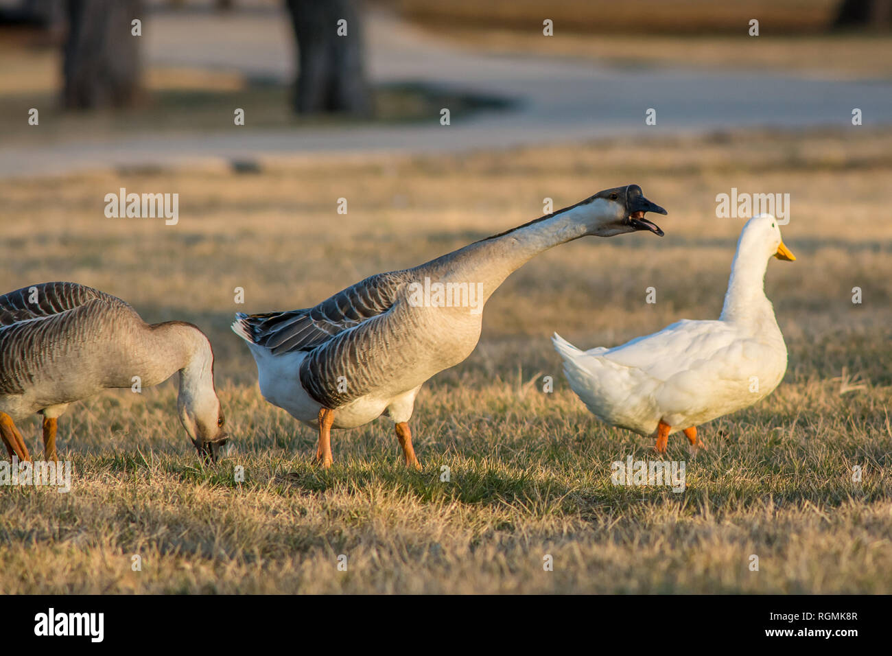 A Pair of Swan Geese enjoying the afternoon in the park Stock Photo - Alamy