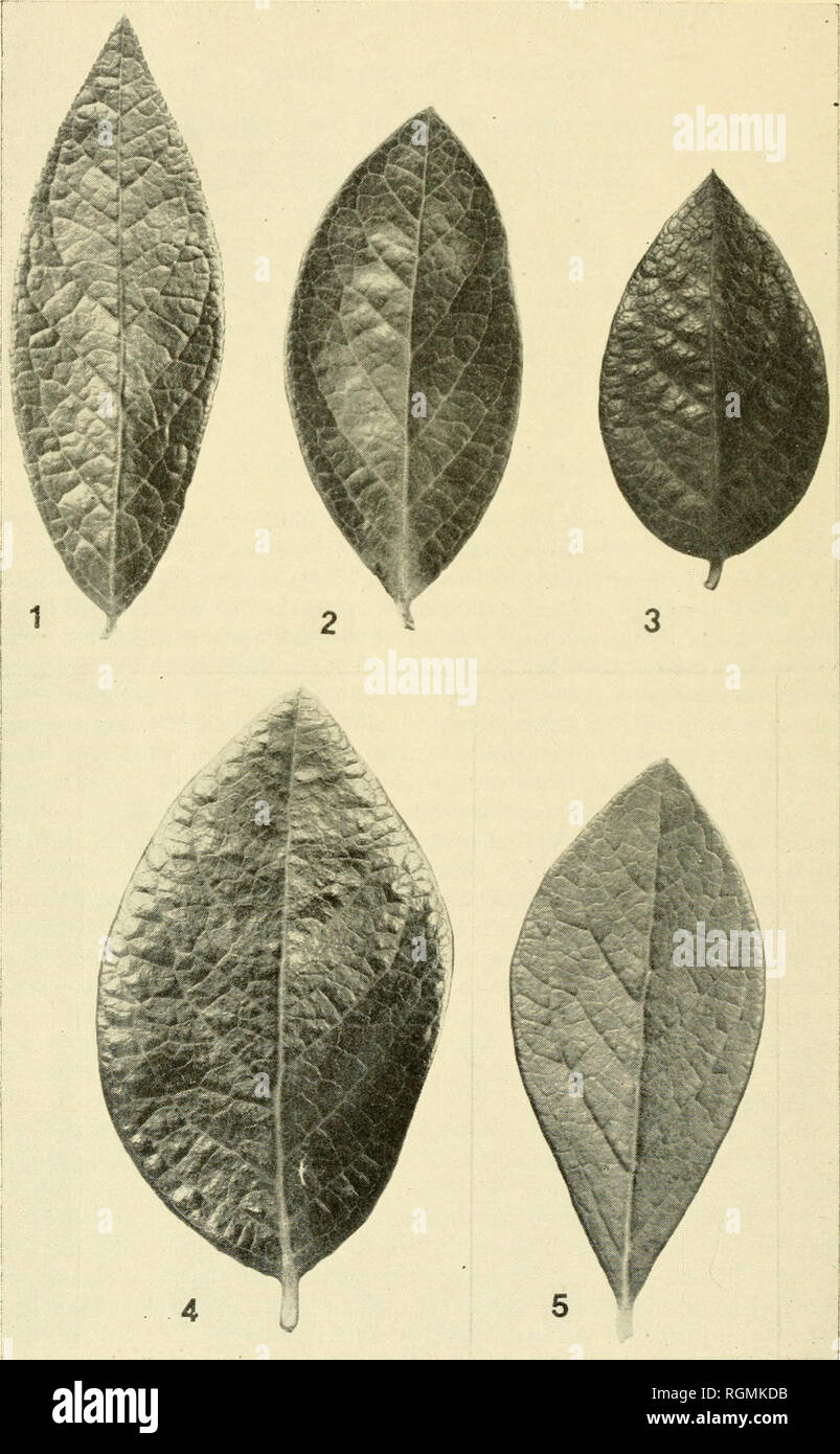 Elliptic Leaf Stock Photos & Elliptic Leaf Stock Images - Alamy