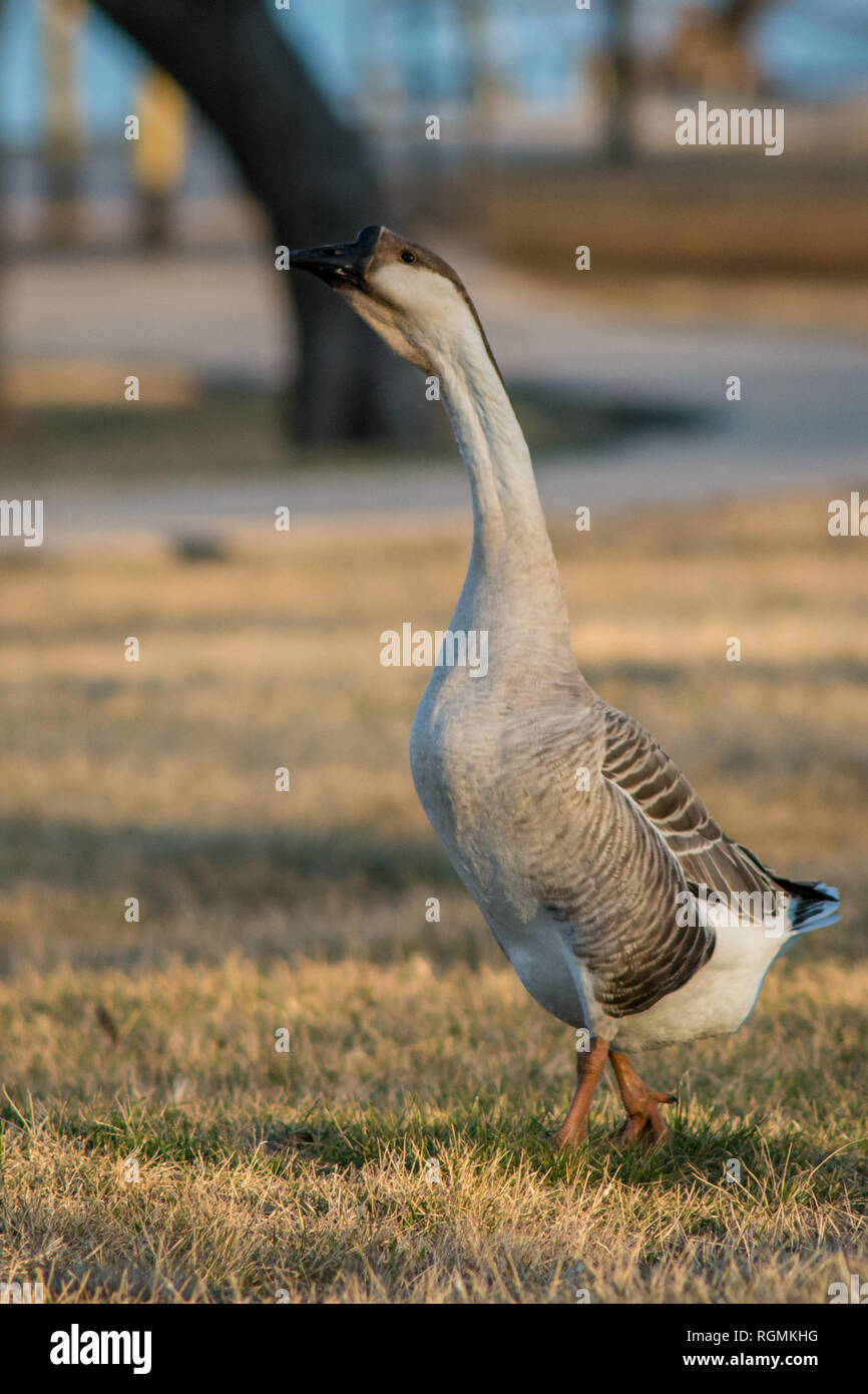 Brown African Goose Male