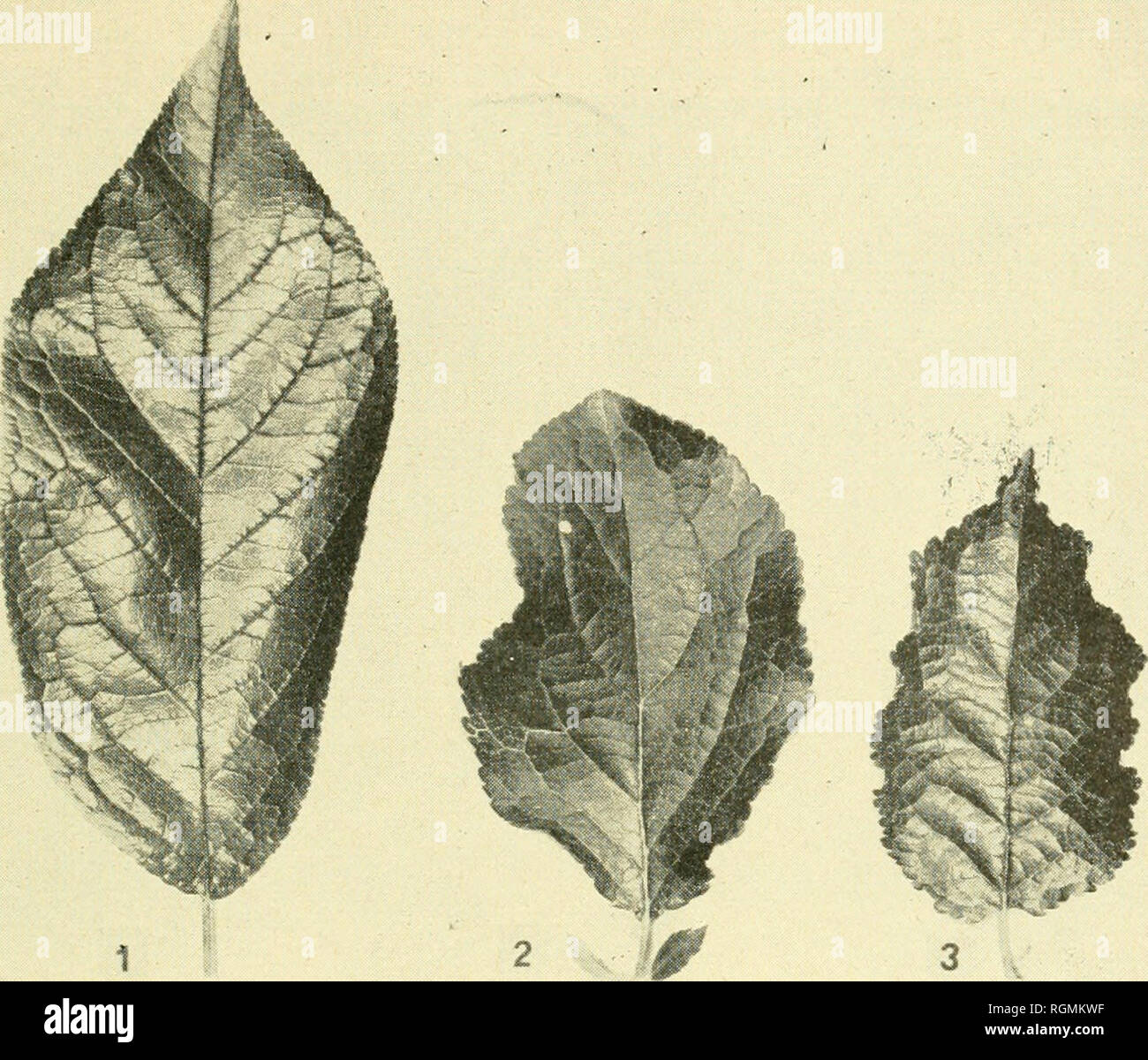 Bullate leaves hi-res stock photography and images - Alamy
