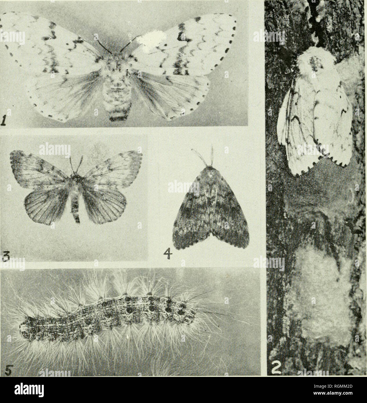 Male gypsy moth hi-res stock photography and images - Alamy