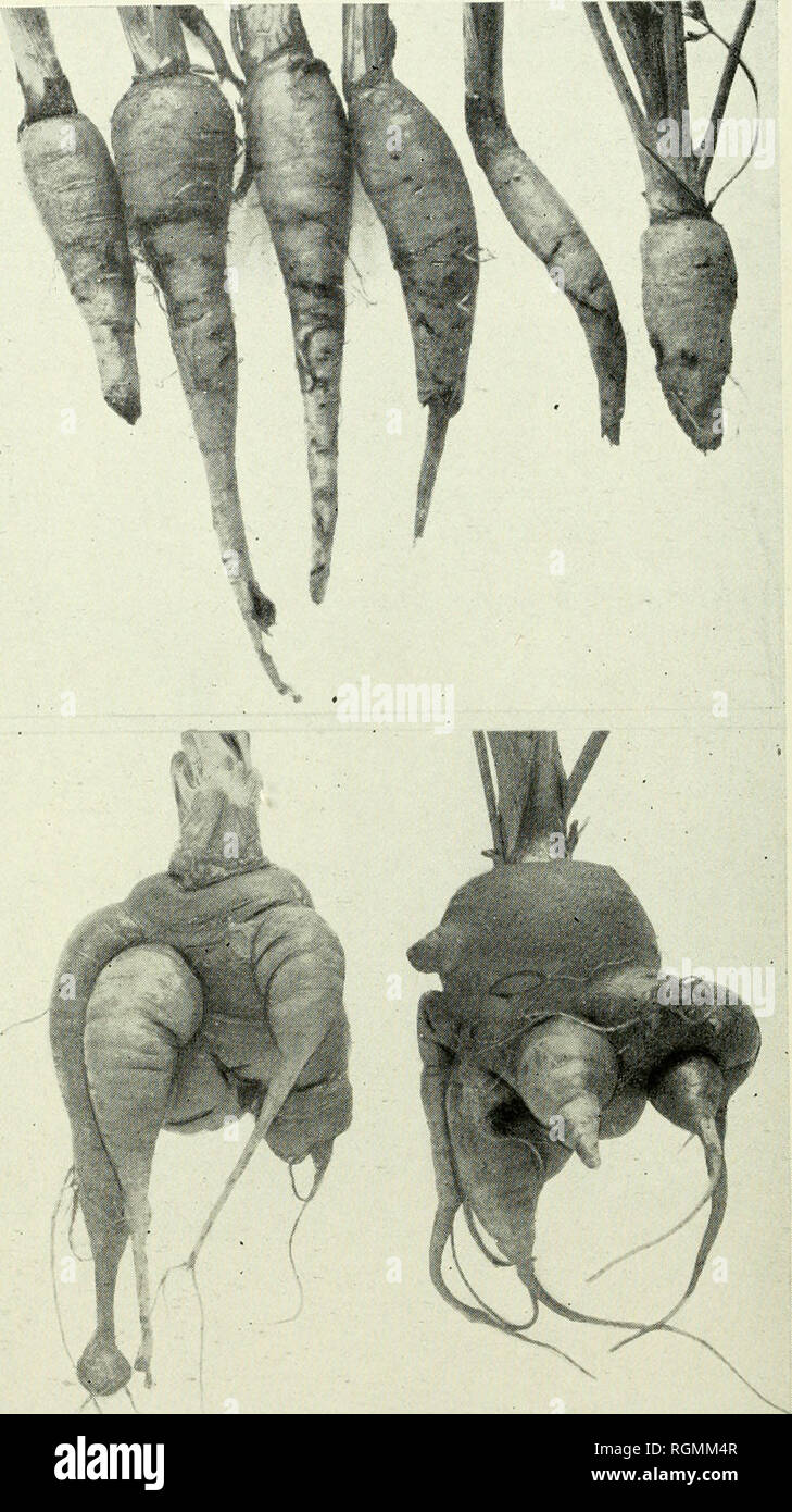 Carrot rust fly hi-res stock photography and images - Alamy