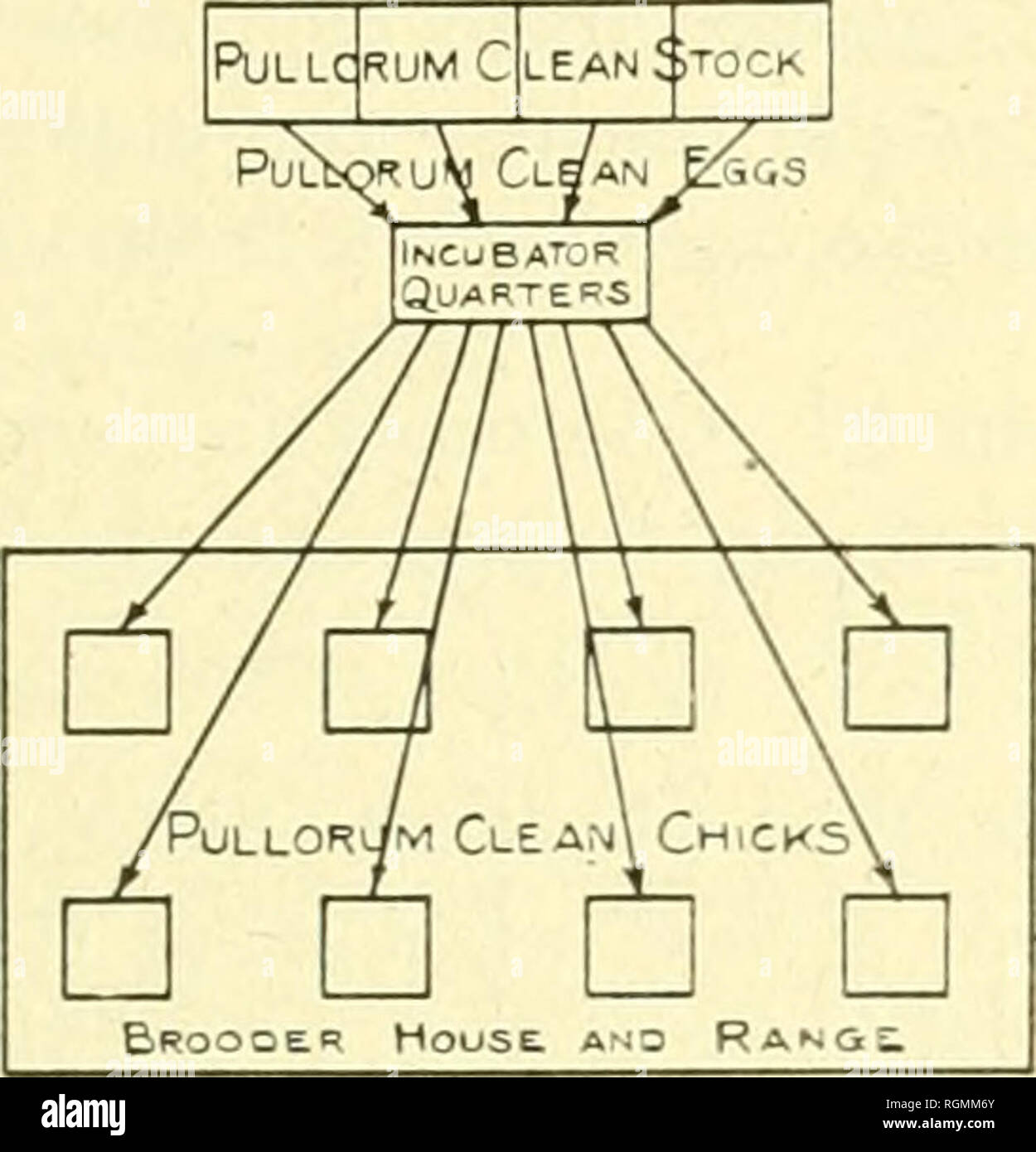 Pullorum hi-res stock photography and images - Alamy