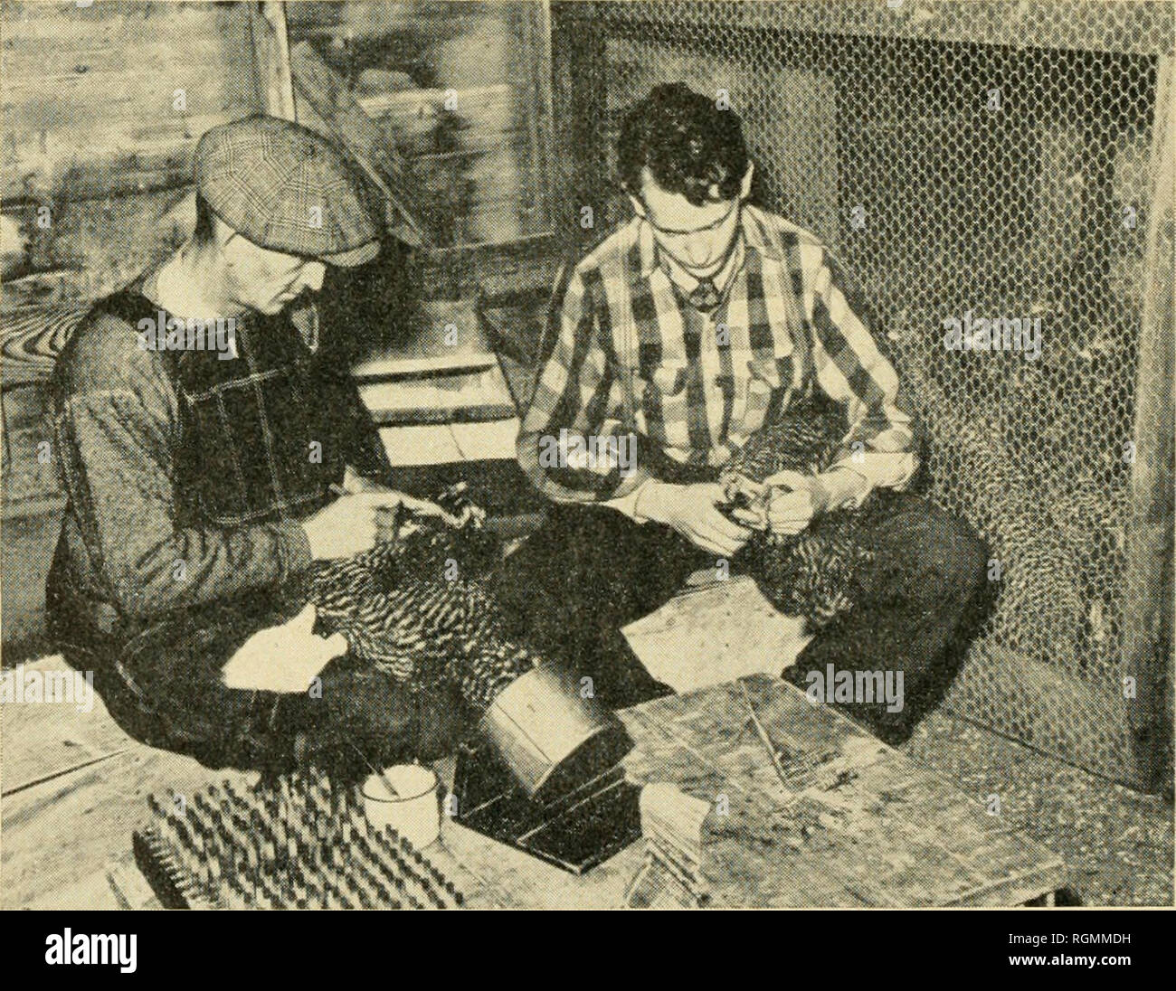 Pullorum hi-res stock photography and images - Alamy