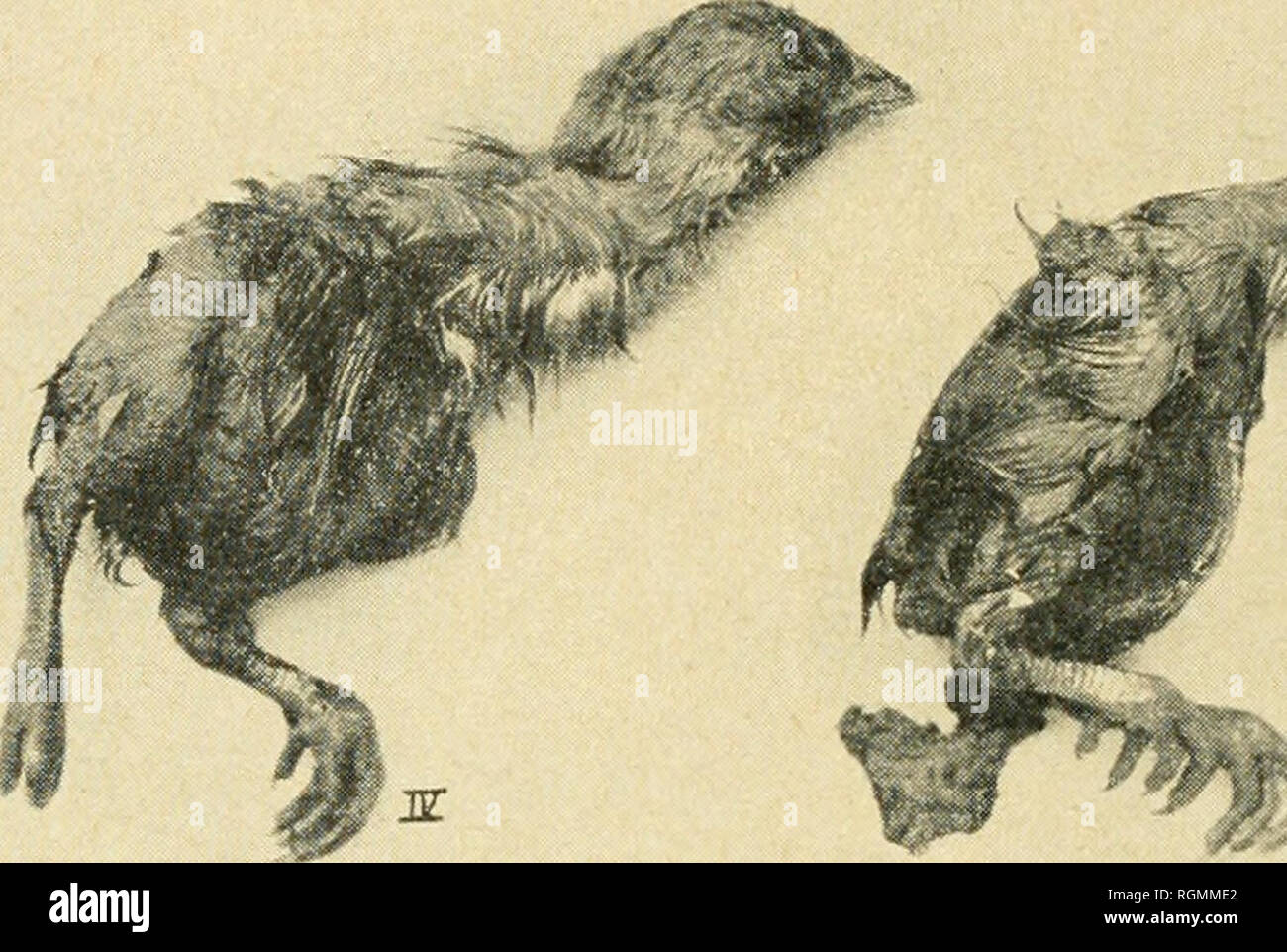 Pullorum hi-res stock photography and images - Alamy