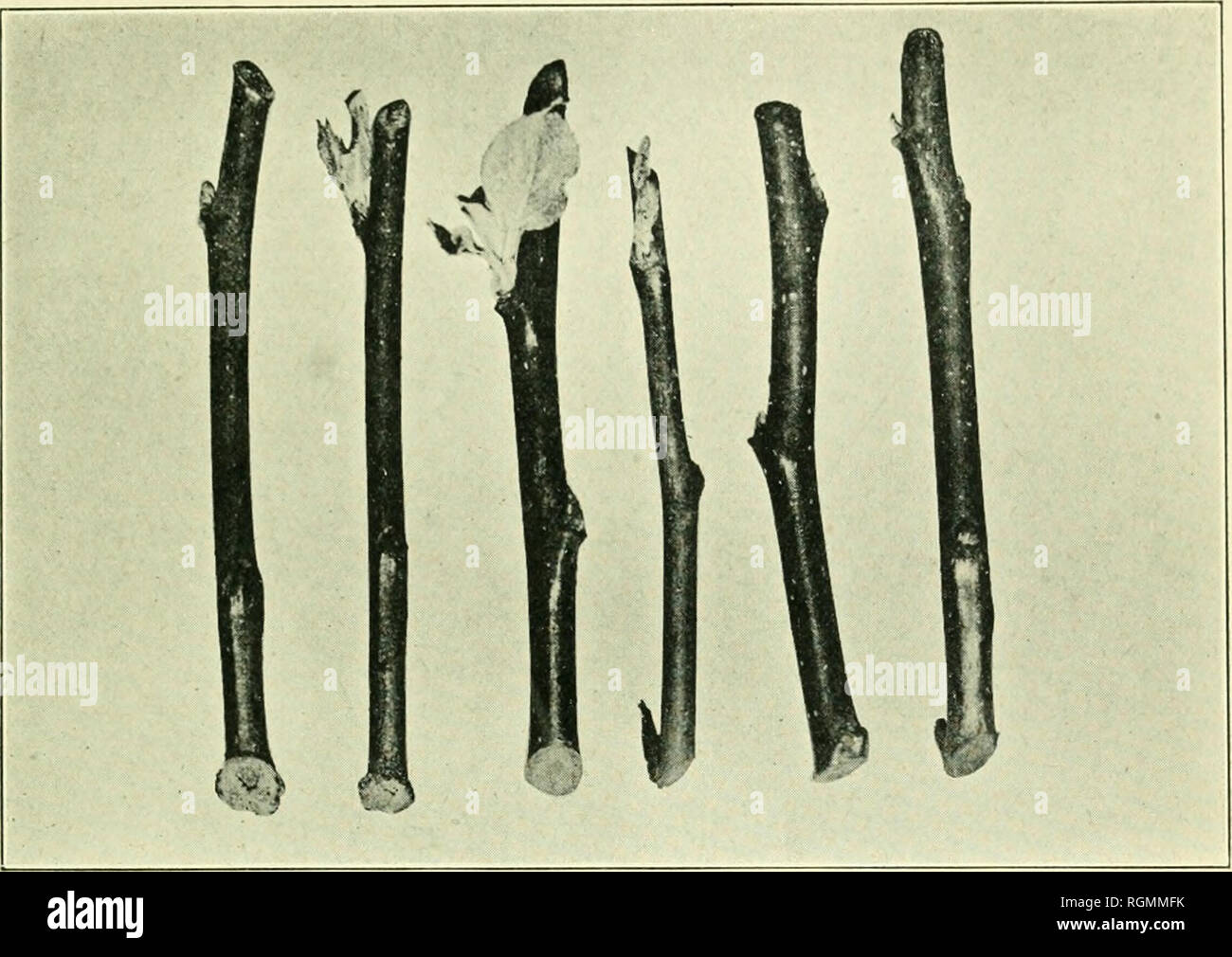 Yellow callus hi-res stock photography and images - Alamy