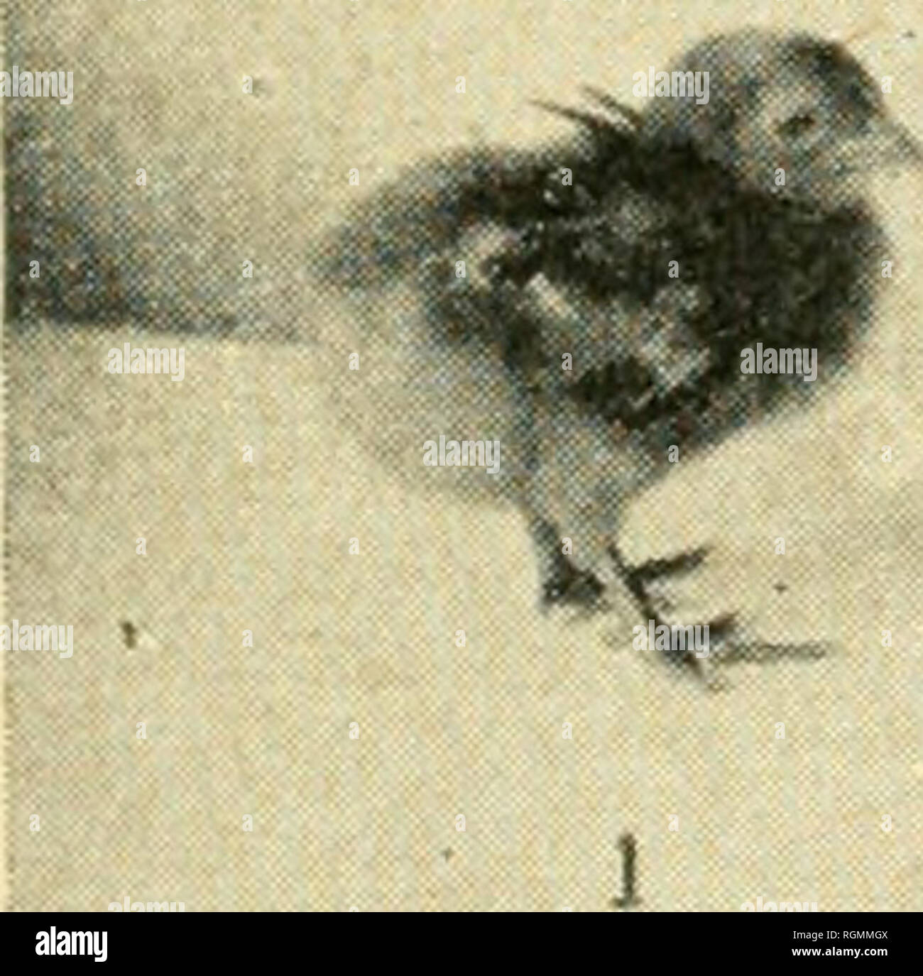 Pullorum hi-res stock photography and images - Alamy