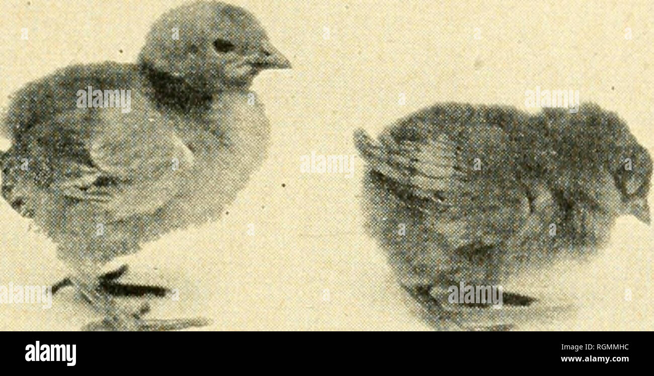 Pullorum hi-res stock photography and images - Alamy