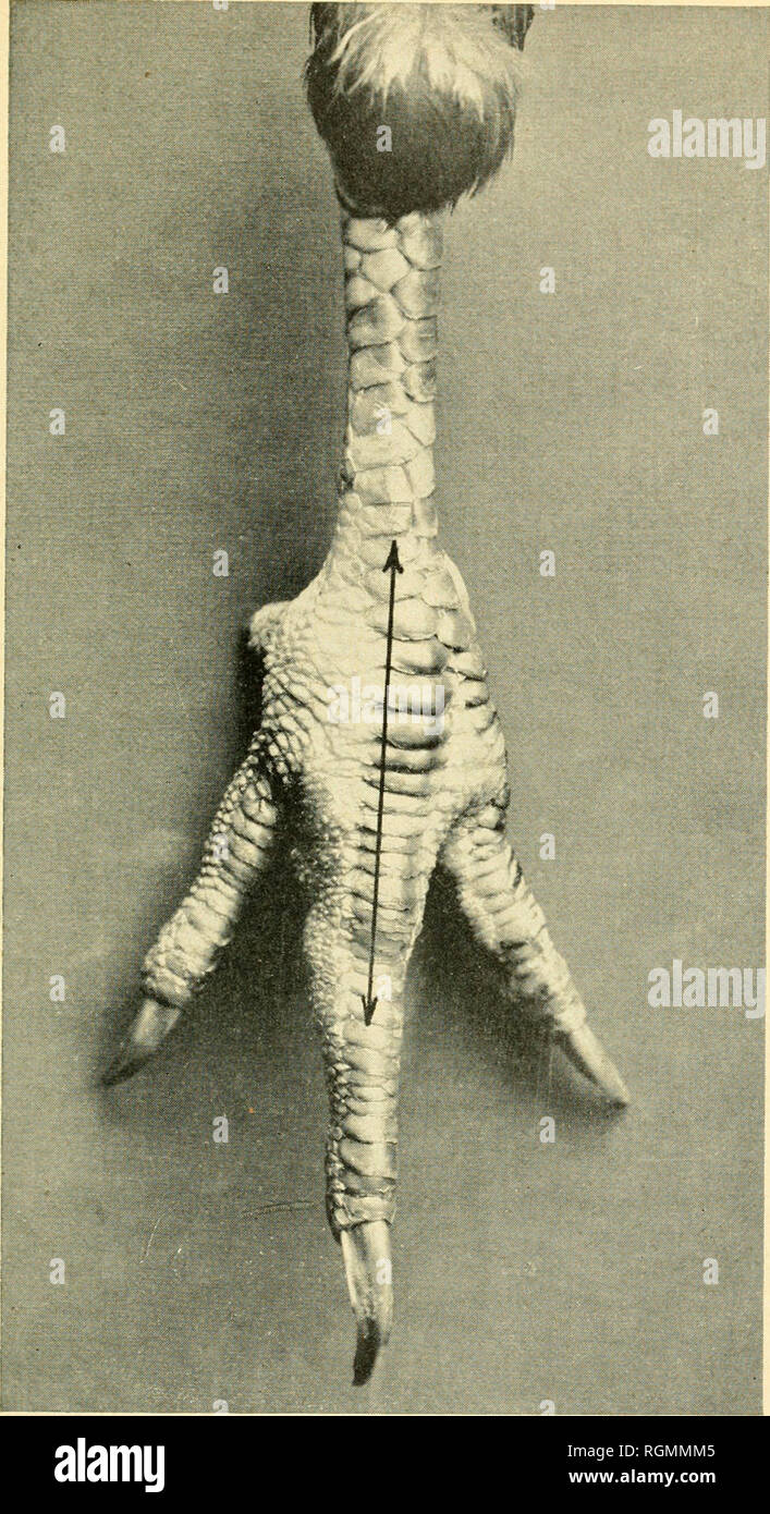 Pullorum hi-res stock photography and images - Alamy