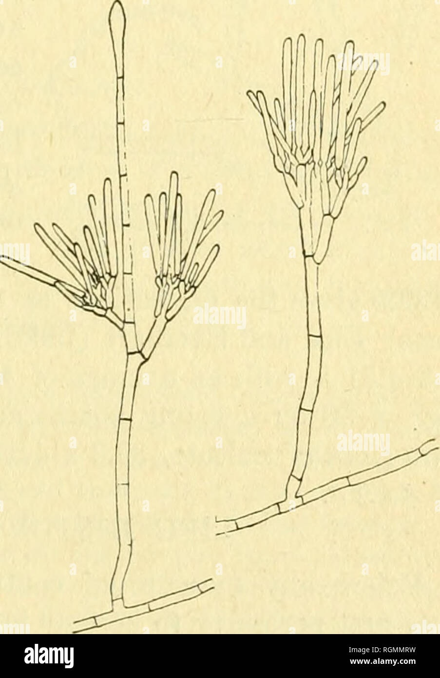 . Bulletin - Massachusetts Agricultural Experiment Station. Agriculture ...