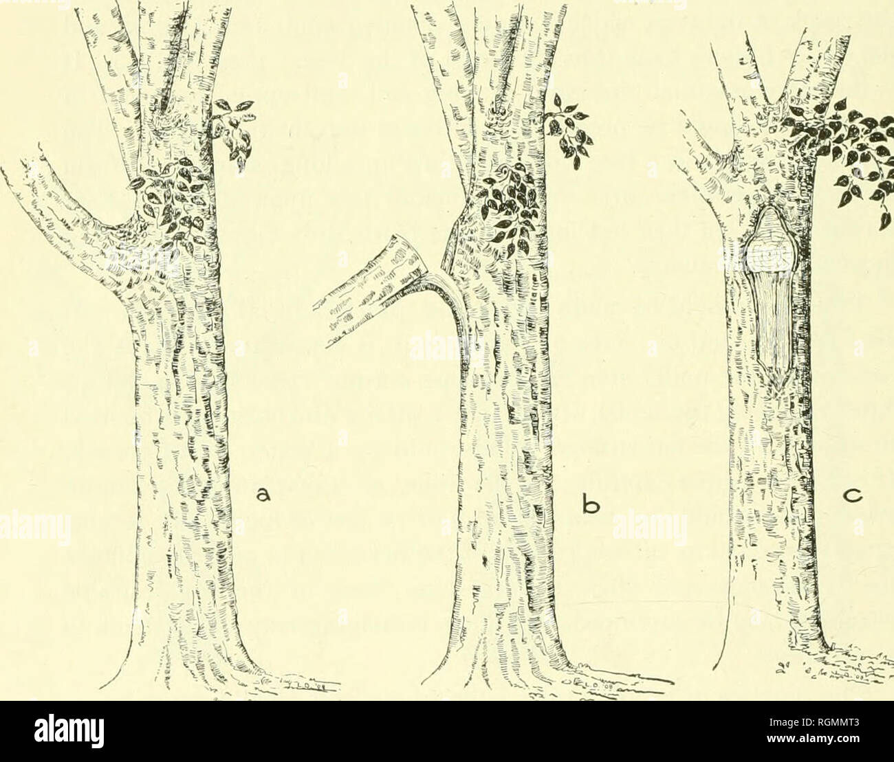 Pollard elm hi-res stock photography and images - Alamy