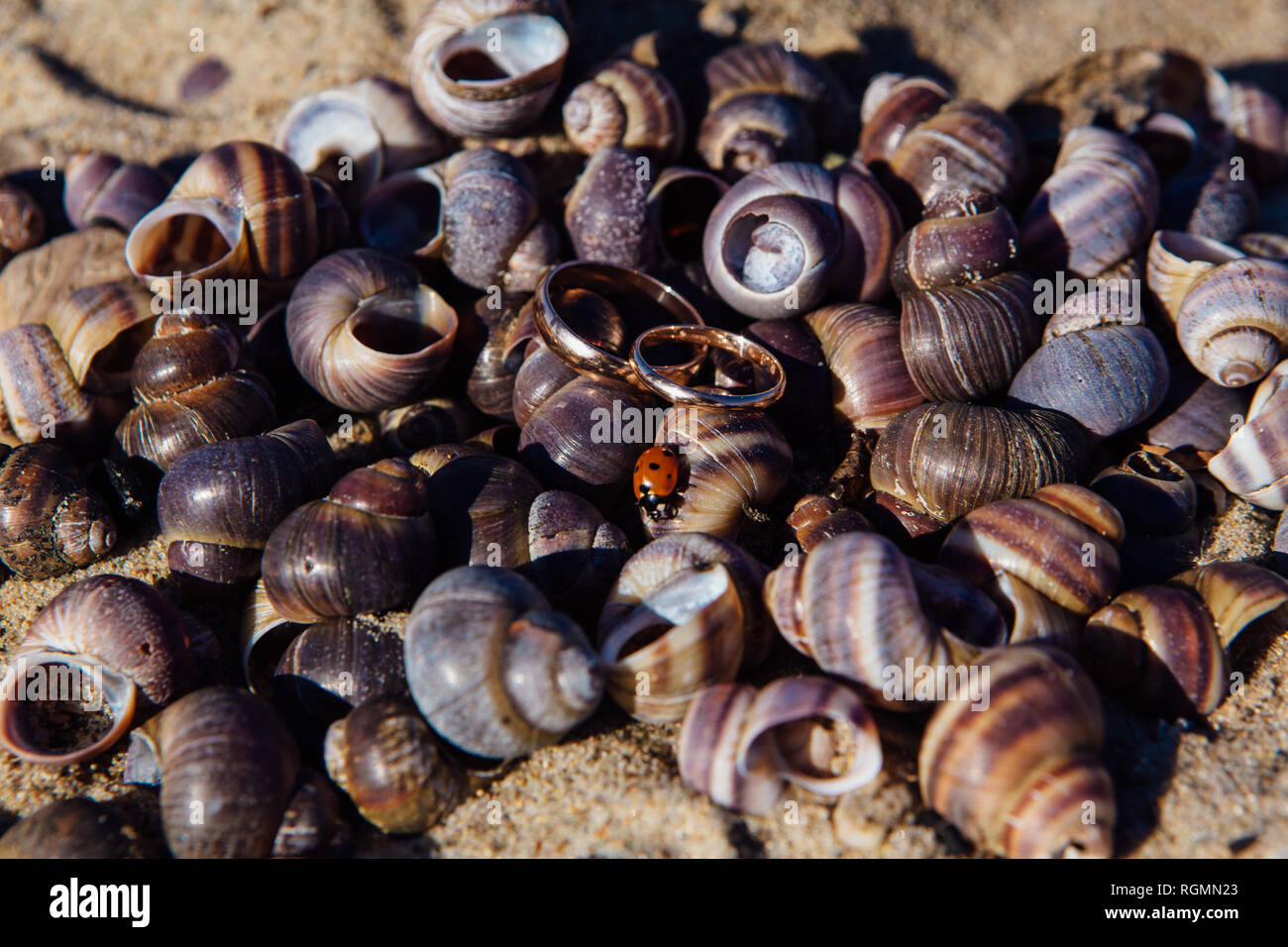 Two golden wedding rings on the sea snails shells background Stock ...
